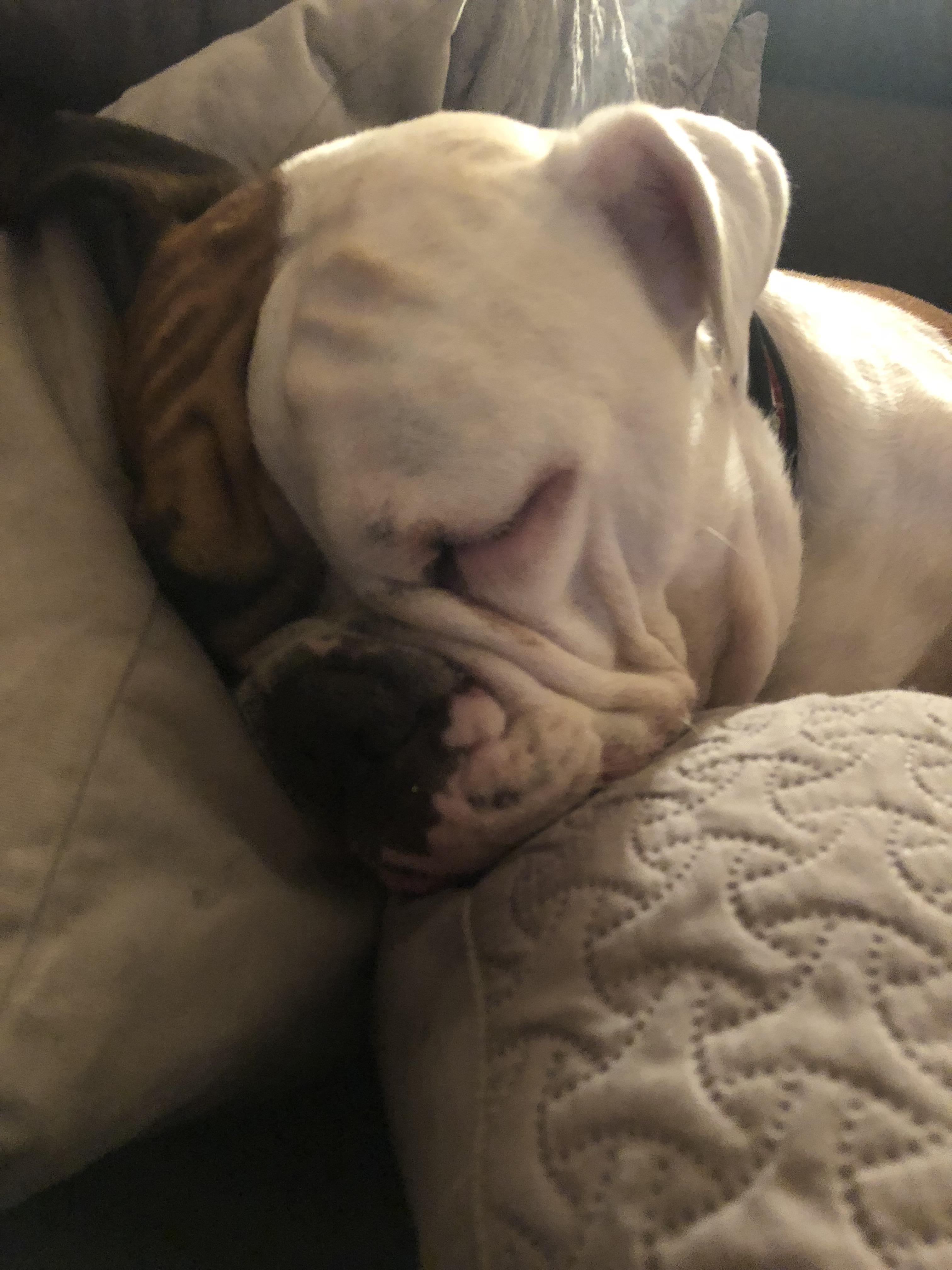 Sleepy doggo | Scrolller