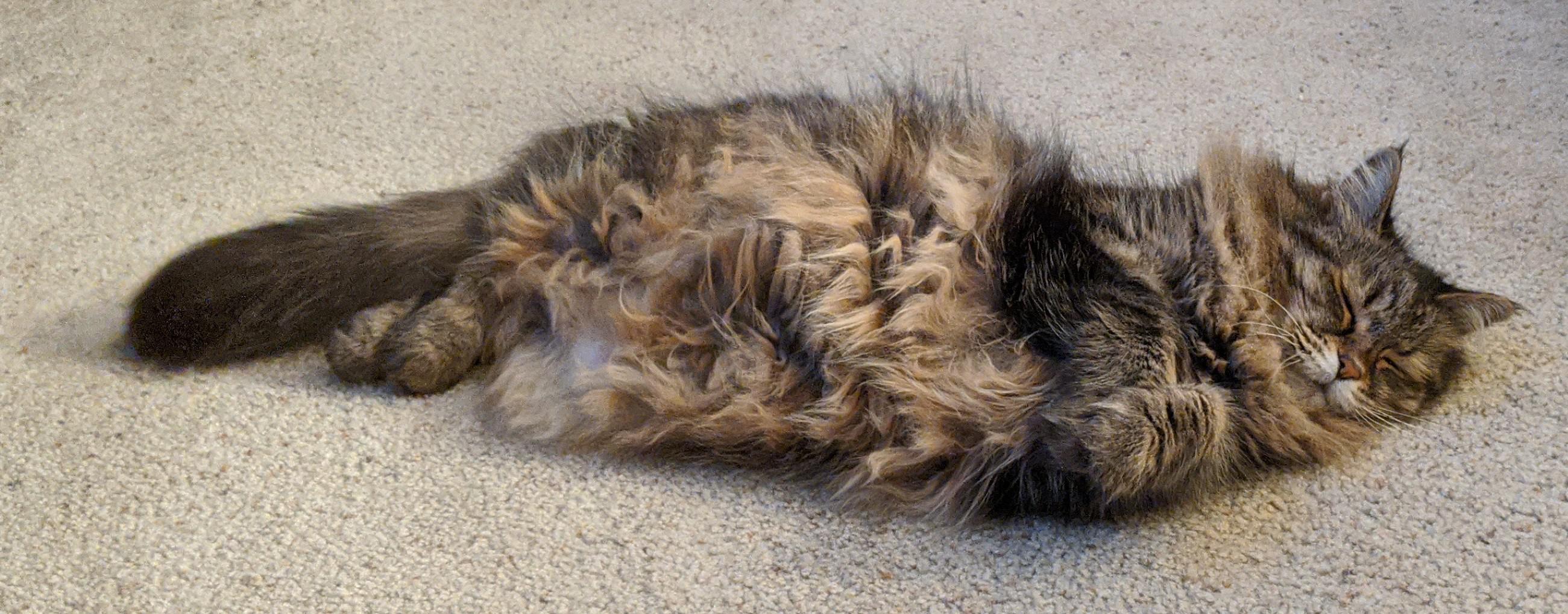 Sleepy floof. | Scrolller