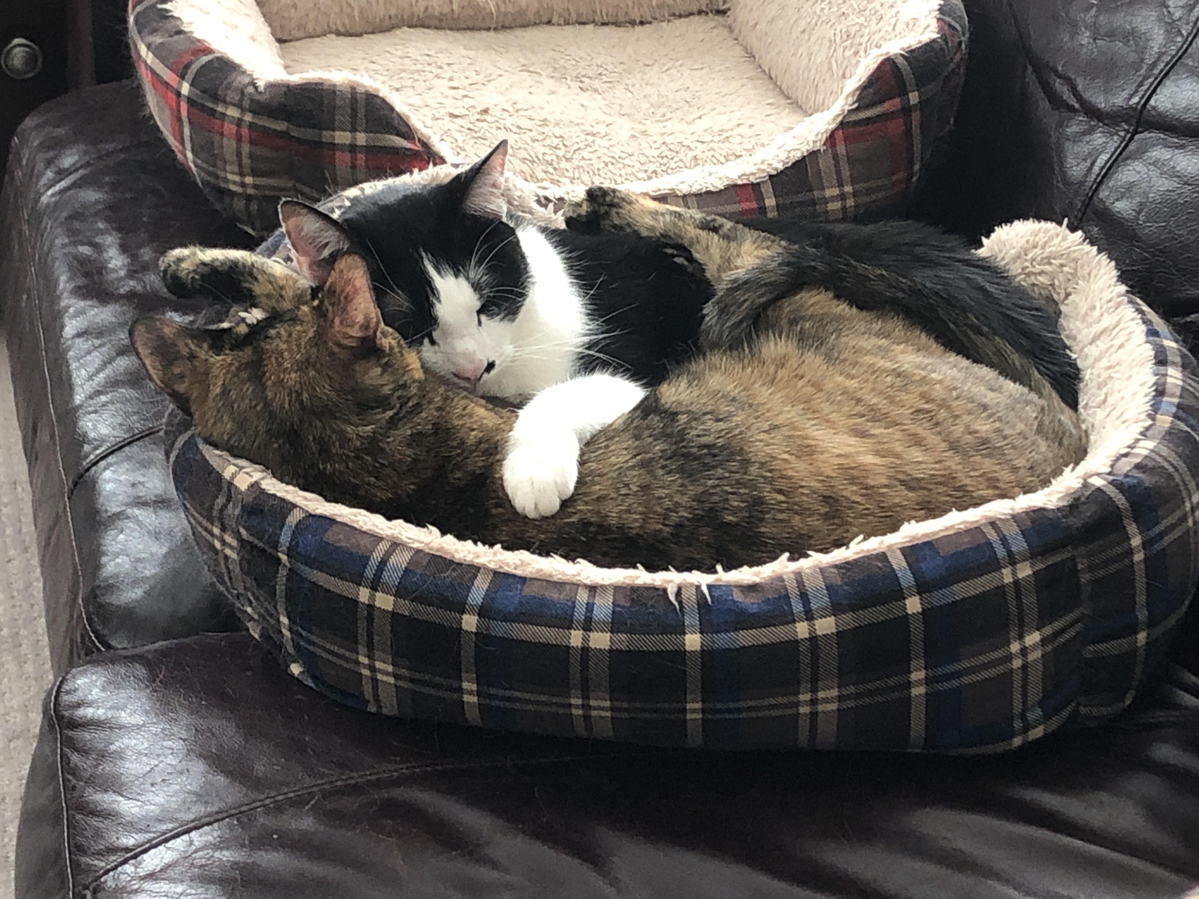 Sleepy Floofs | Scrolller