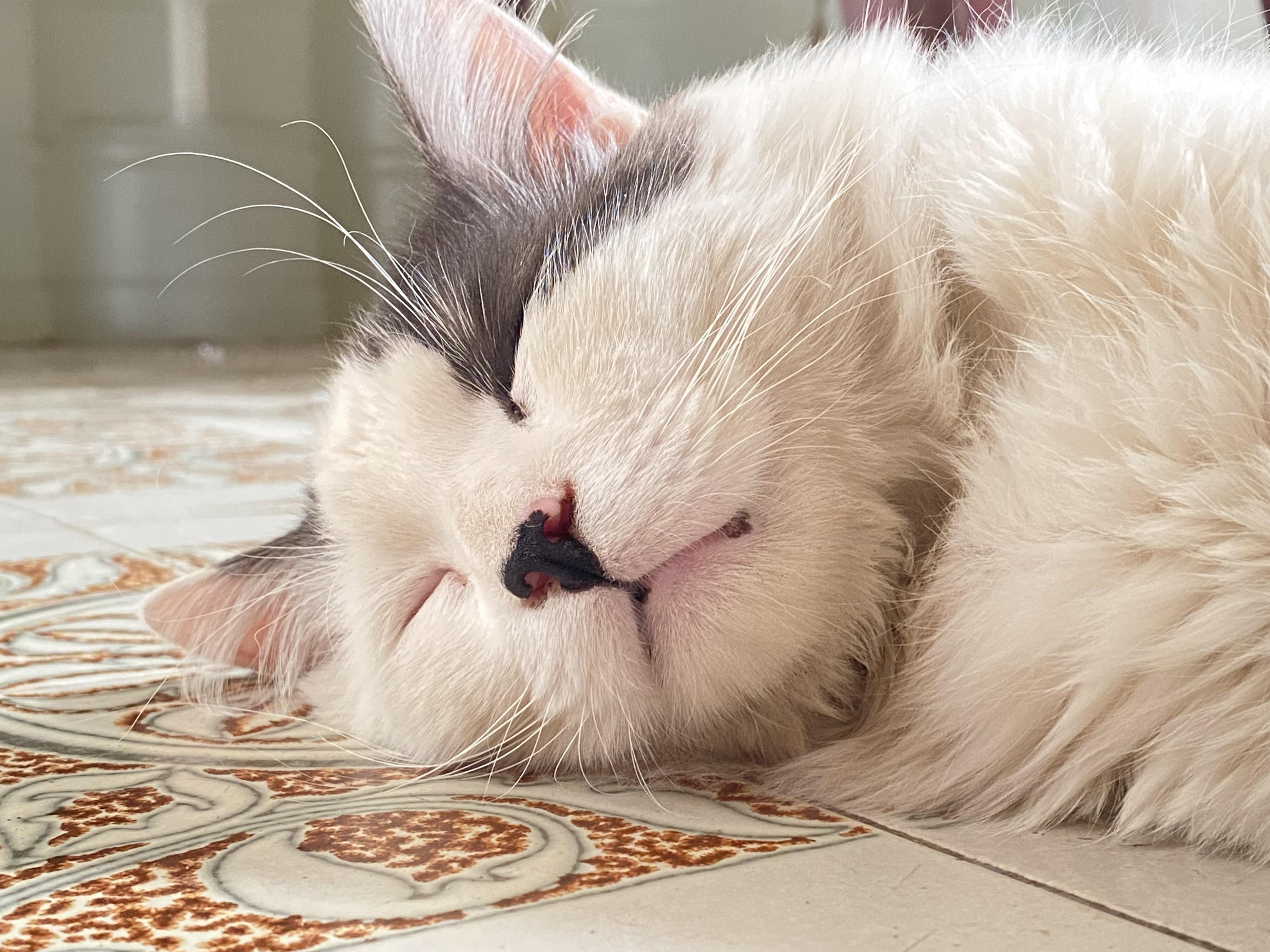 Sleepy Kitler | Scrolller