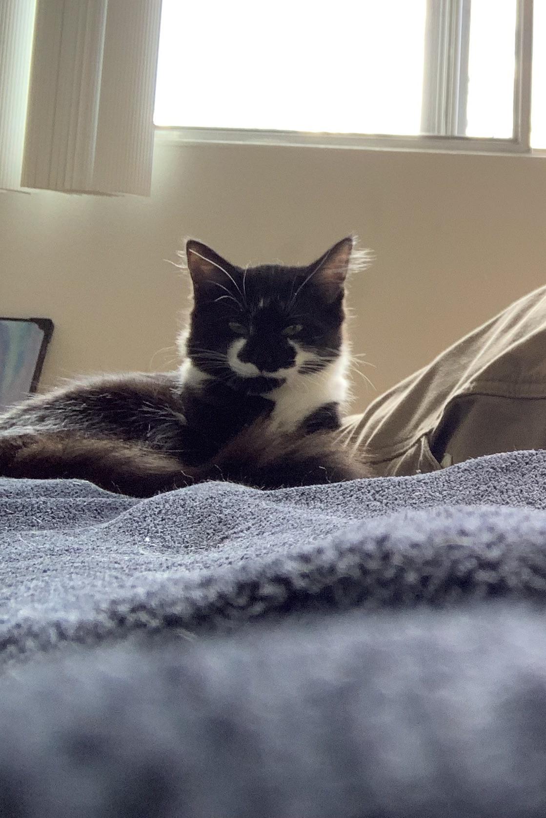 Sleepy kitten | Scrolller