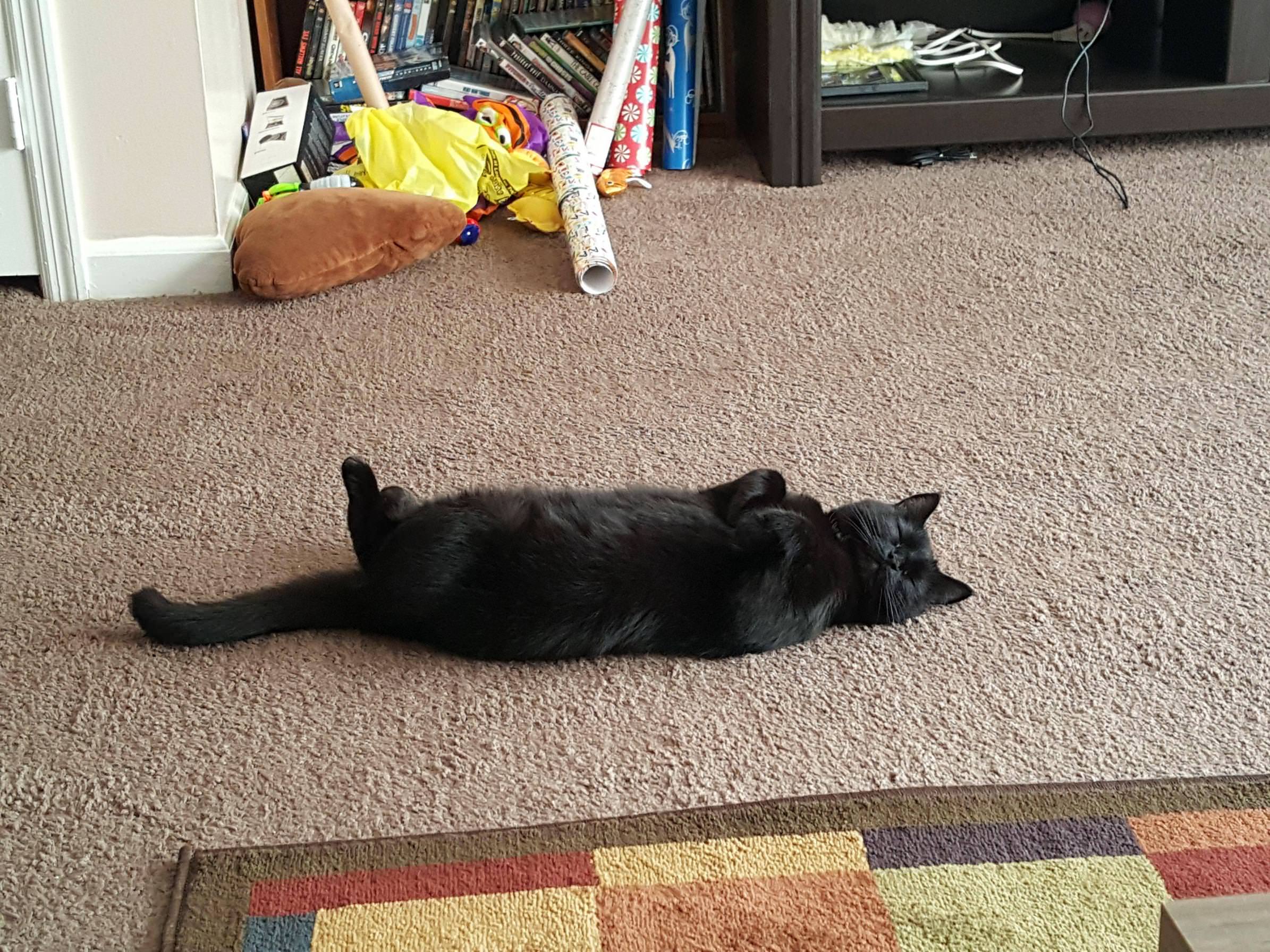 sleepy kitty | Scrolller