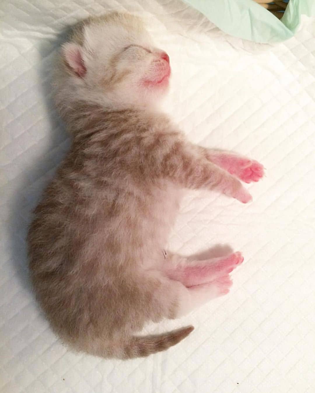 Sleepy kitty | Scrolller