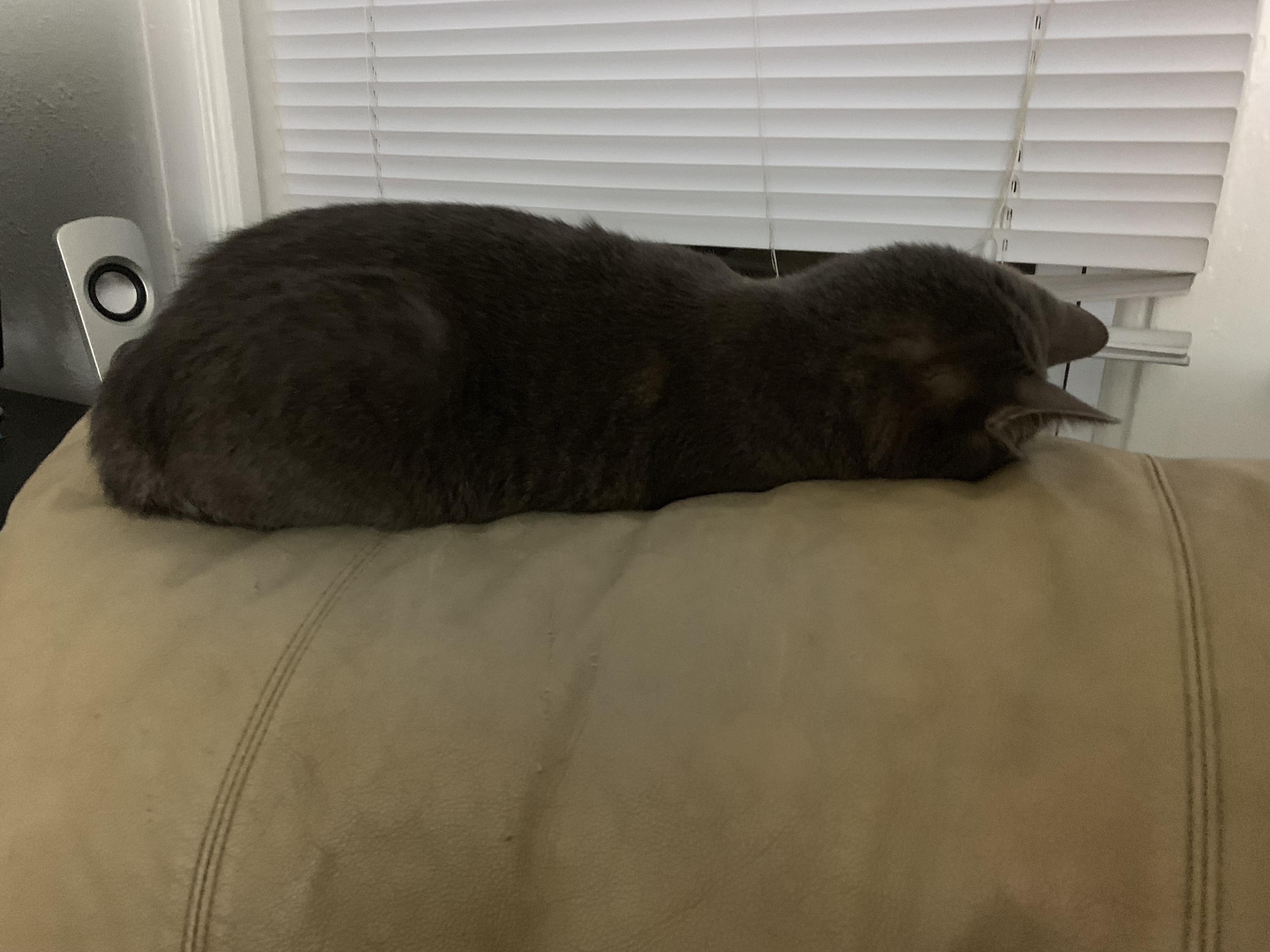 Sleepy kitty 💤 | Scrolller