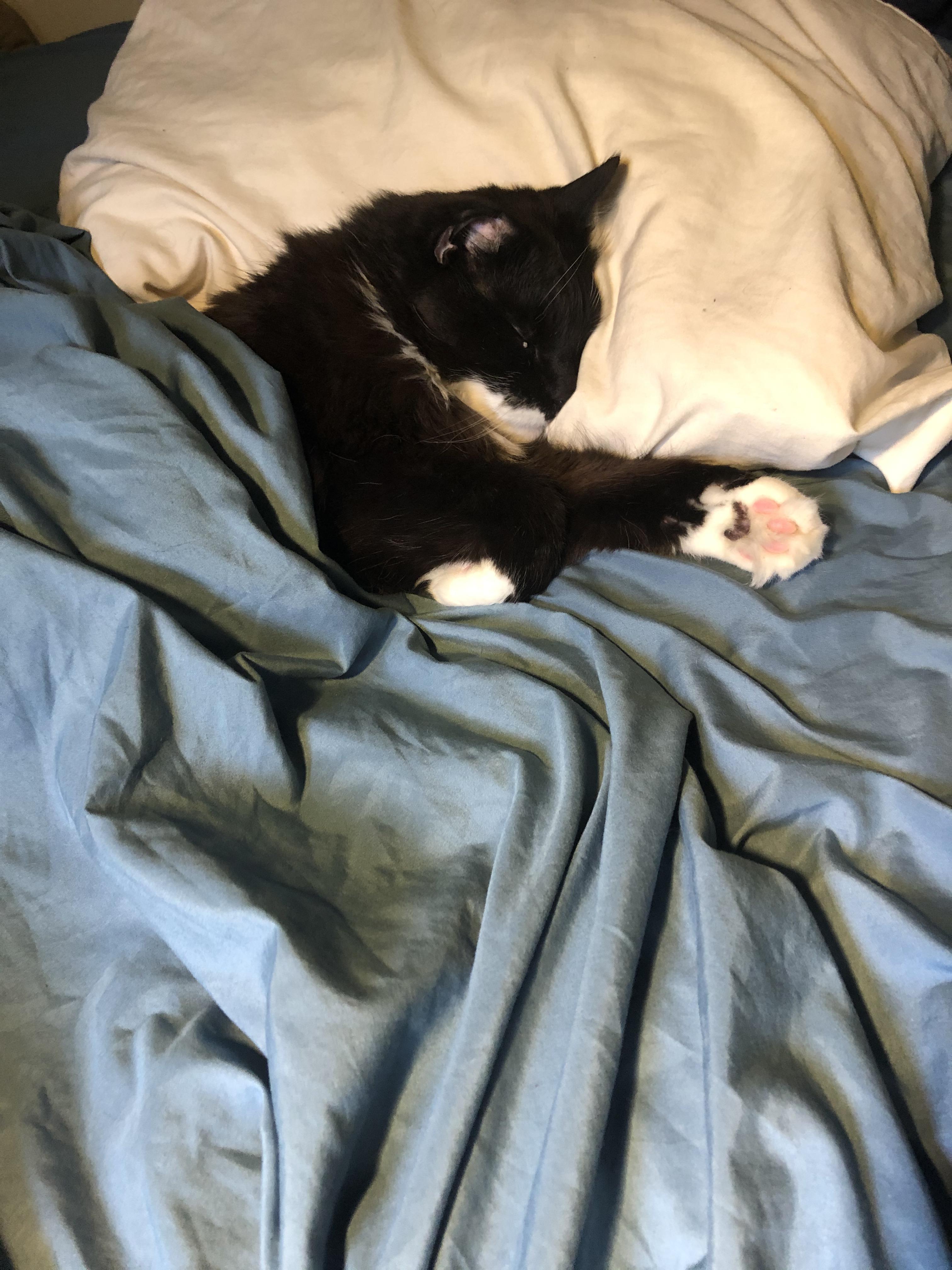 Sleepy kitty shows his beans | Scrolller