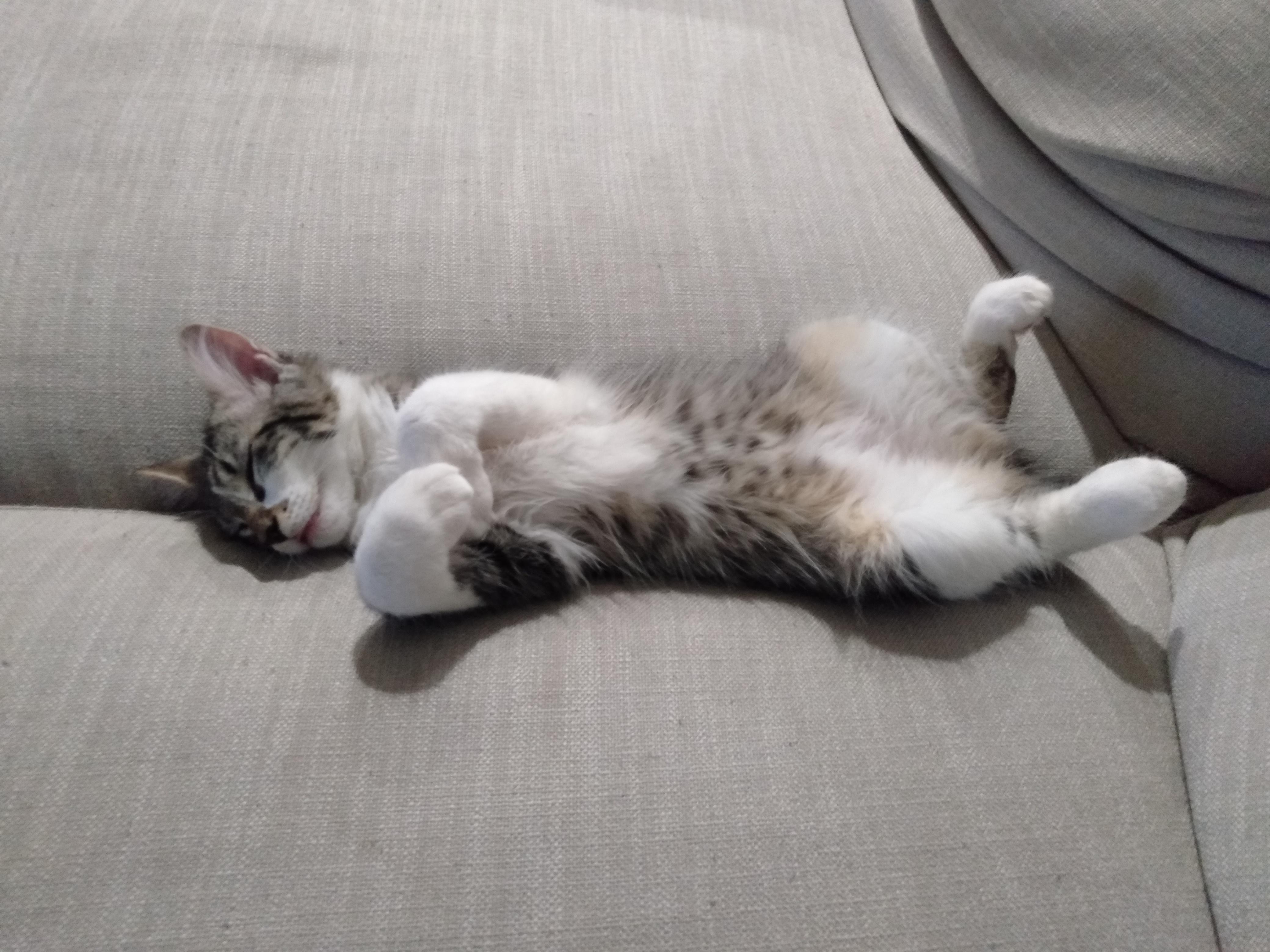 Sleepy Nipper | Scrolller