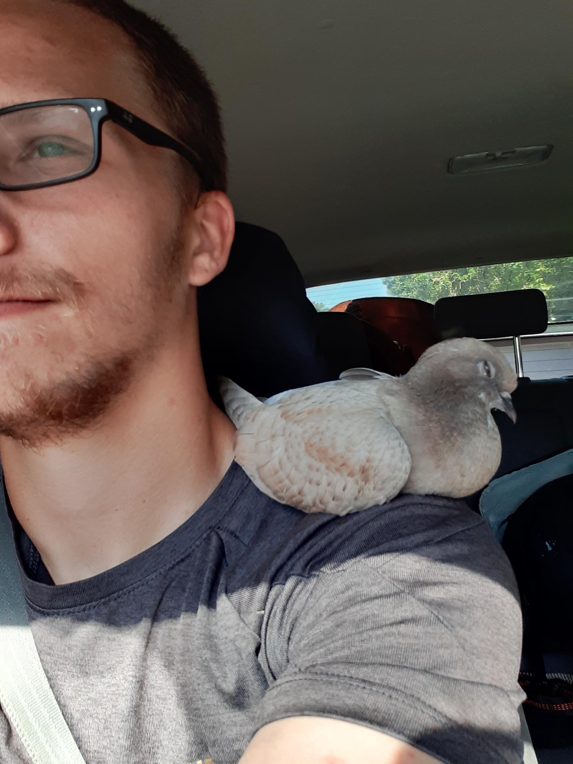 Sleepy pidgey | Scrolller