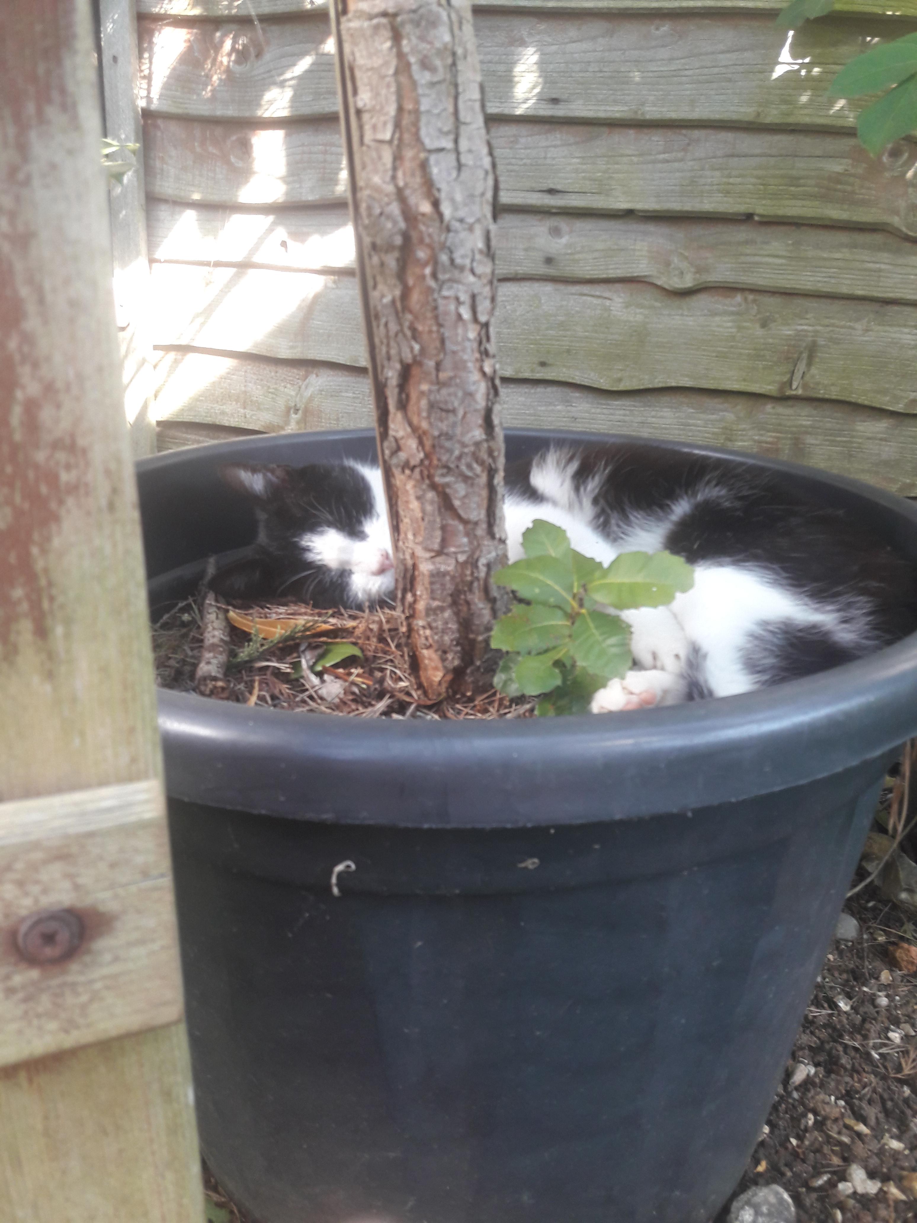 Sleepy pot cat | Scrolller