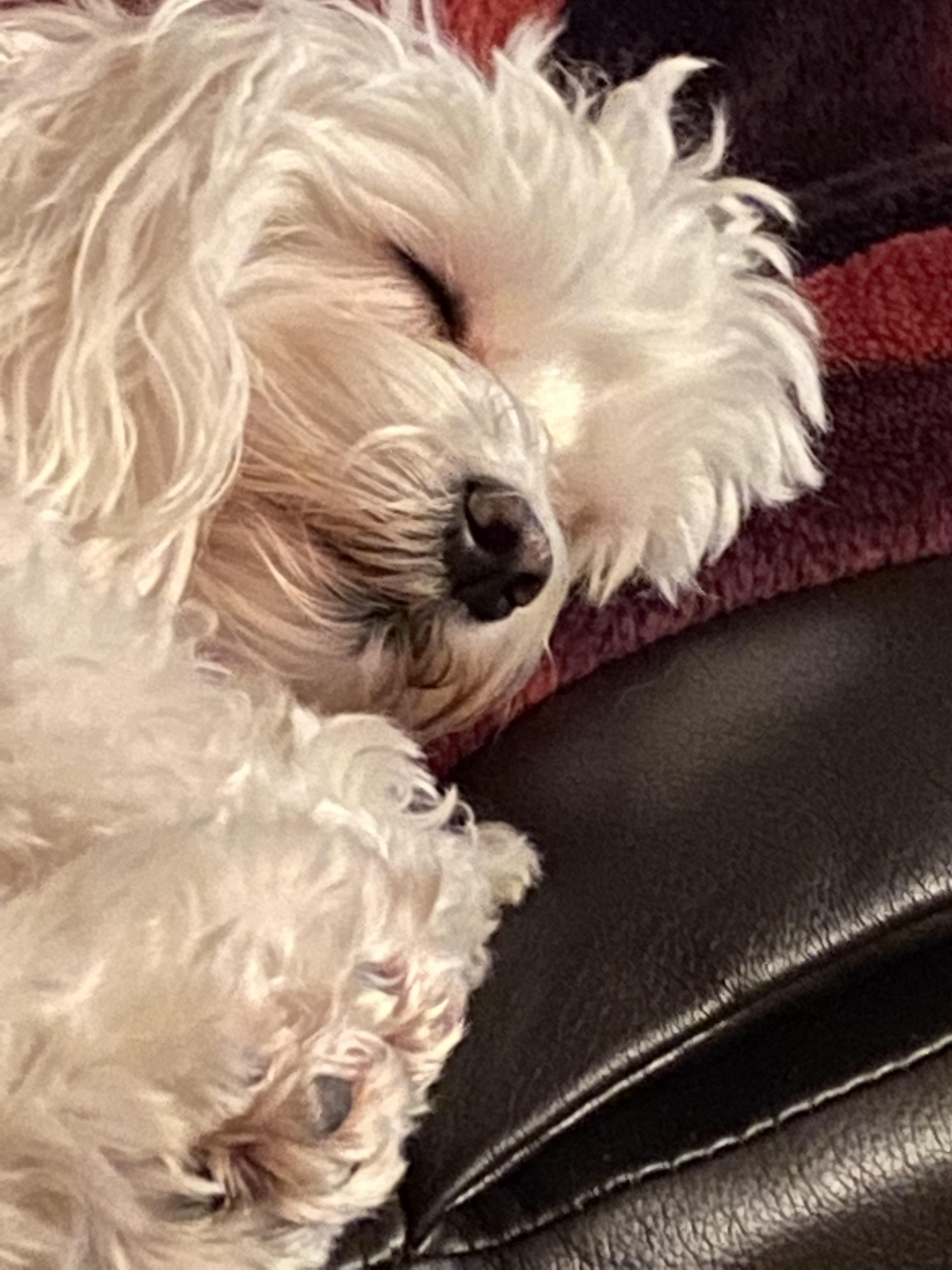 Sleepy pup | Scrolller