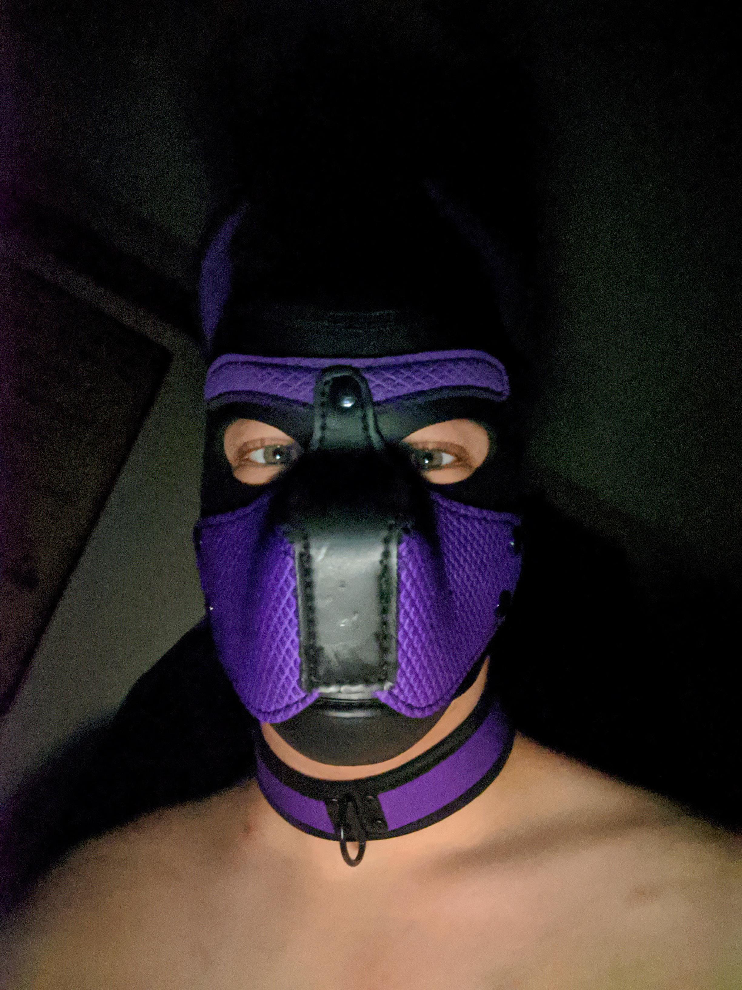 Sleepy pup | Scrolller