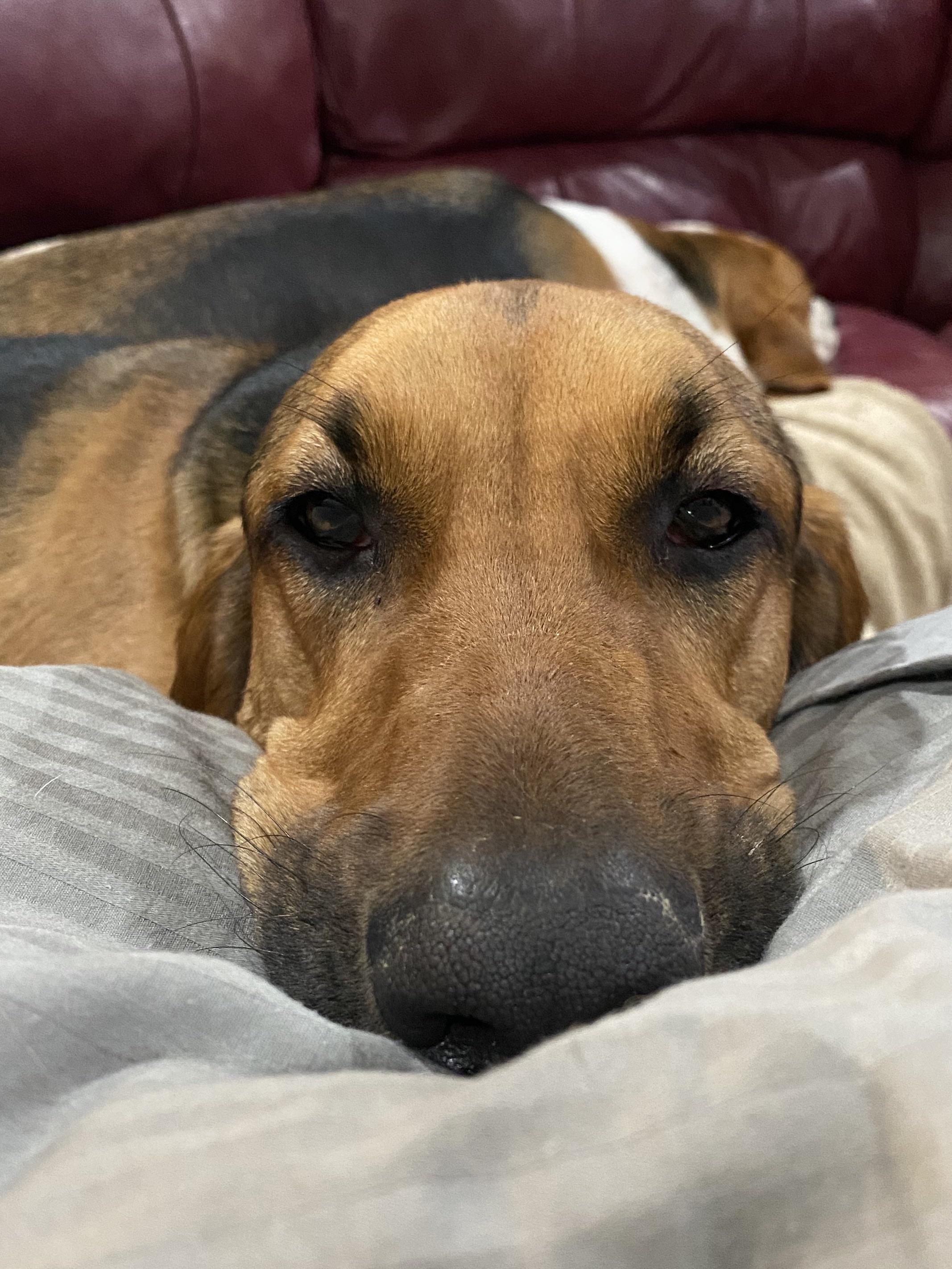 Sleepy Pup | Scrolller