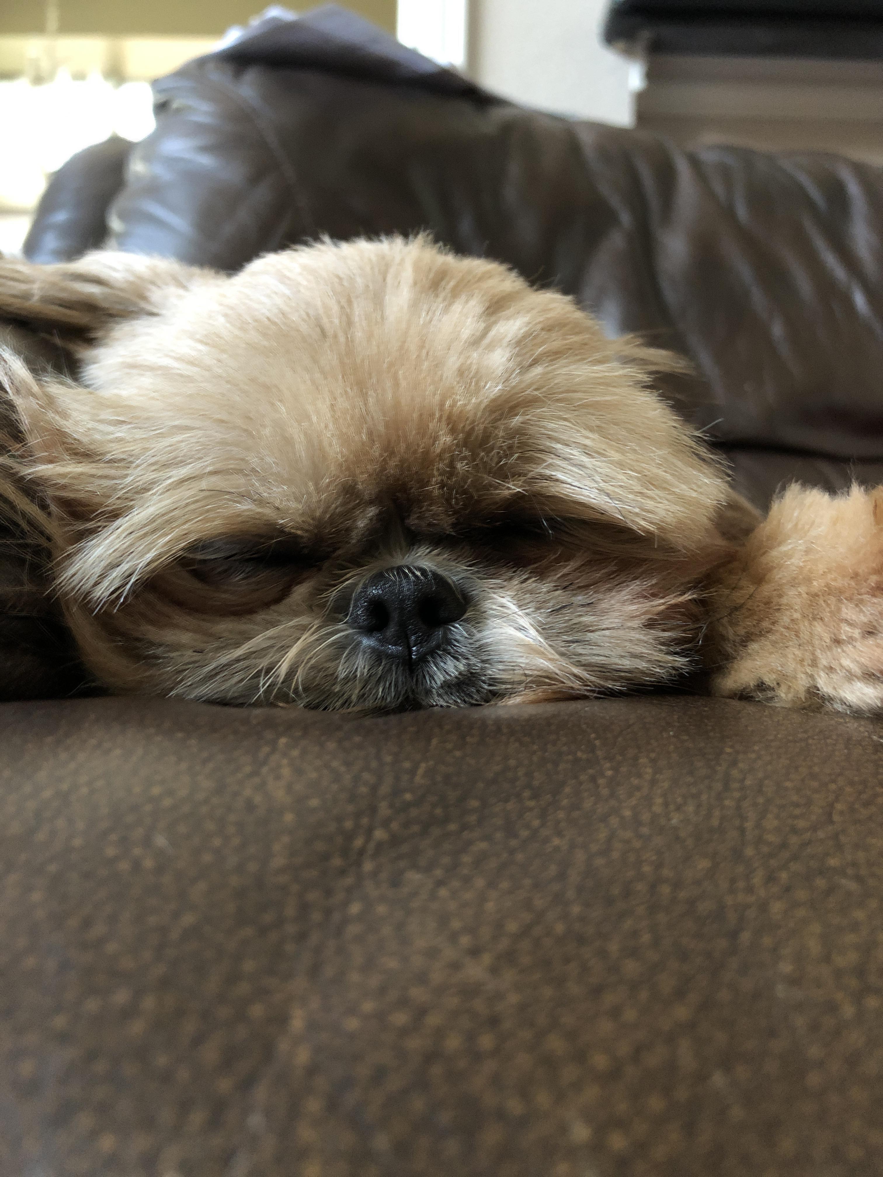 Sleepy pupper | Scrolller