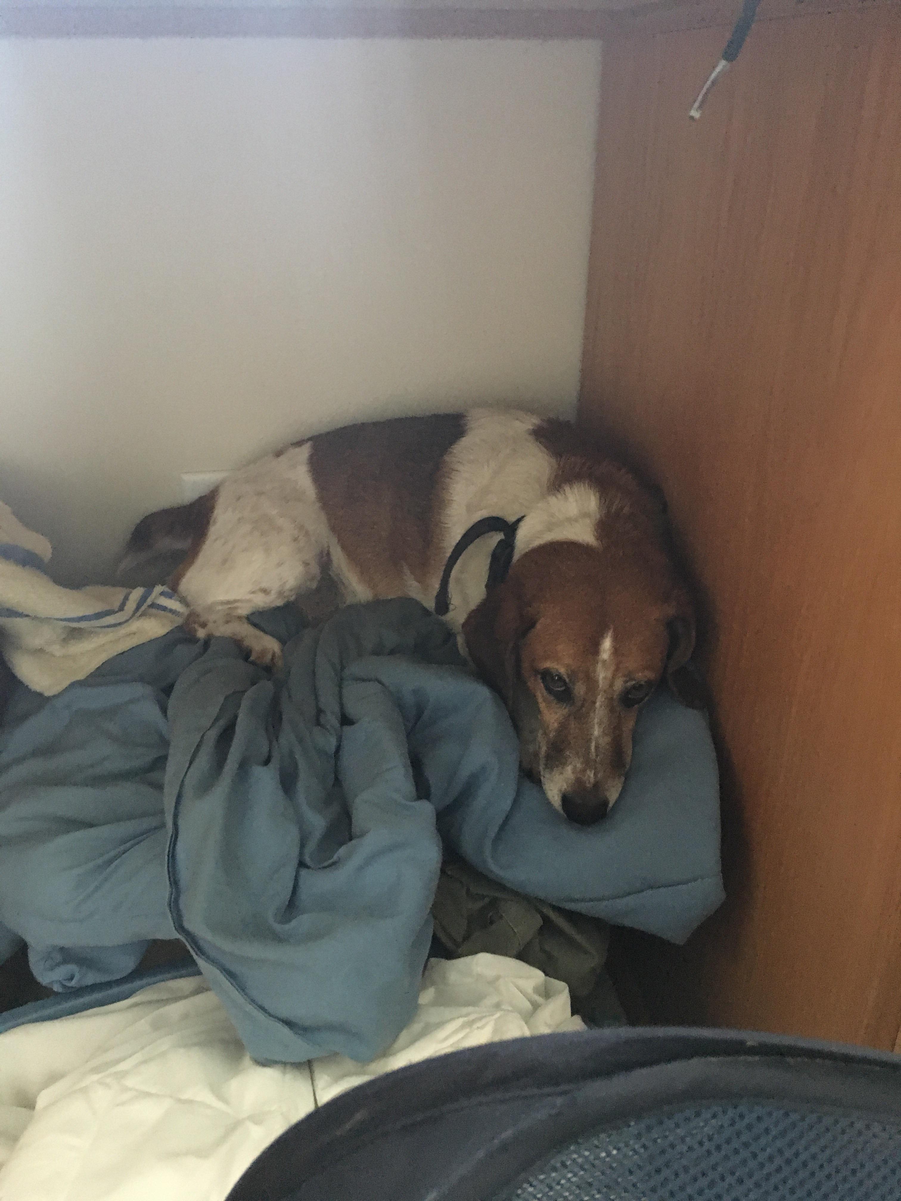 Sleepy pupper does a rest in the laundry | Scrolller