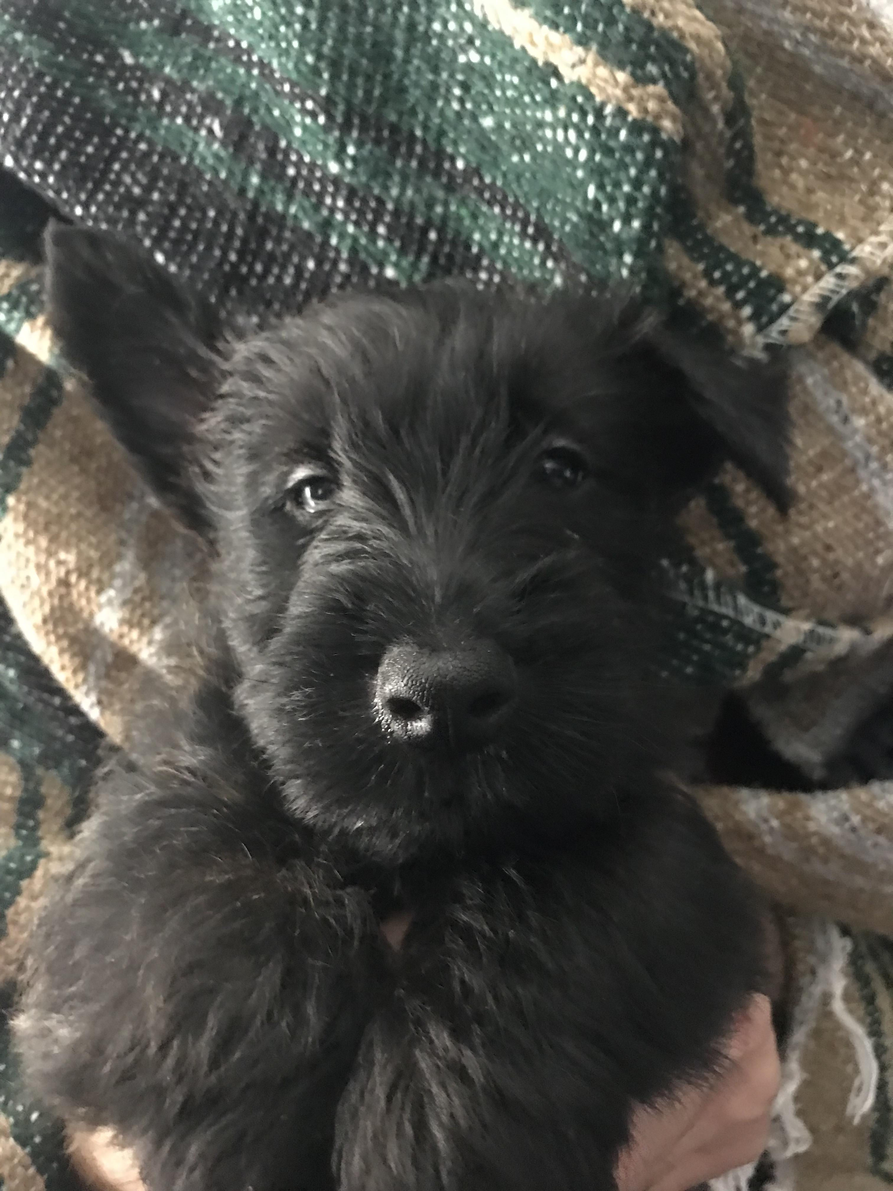 Sleepy puppy | Scrolller