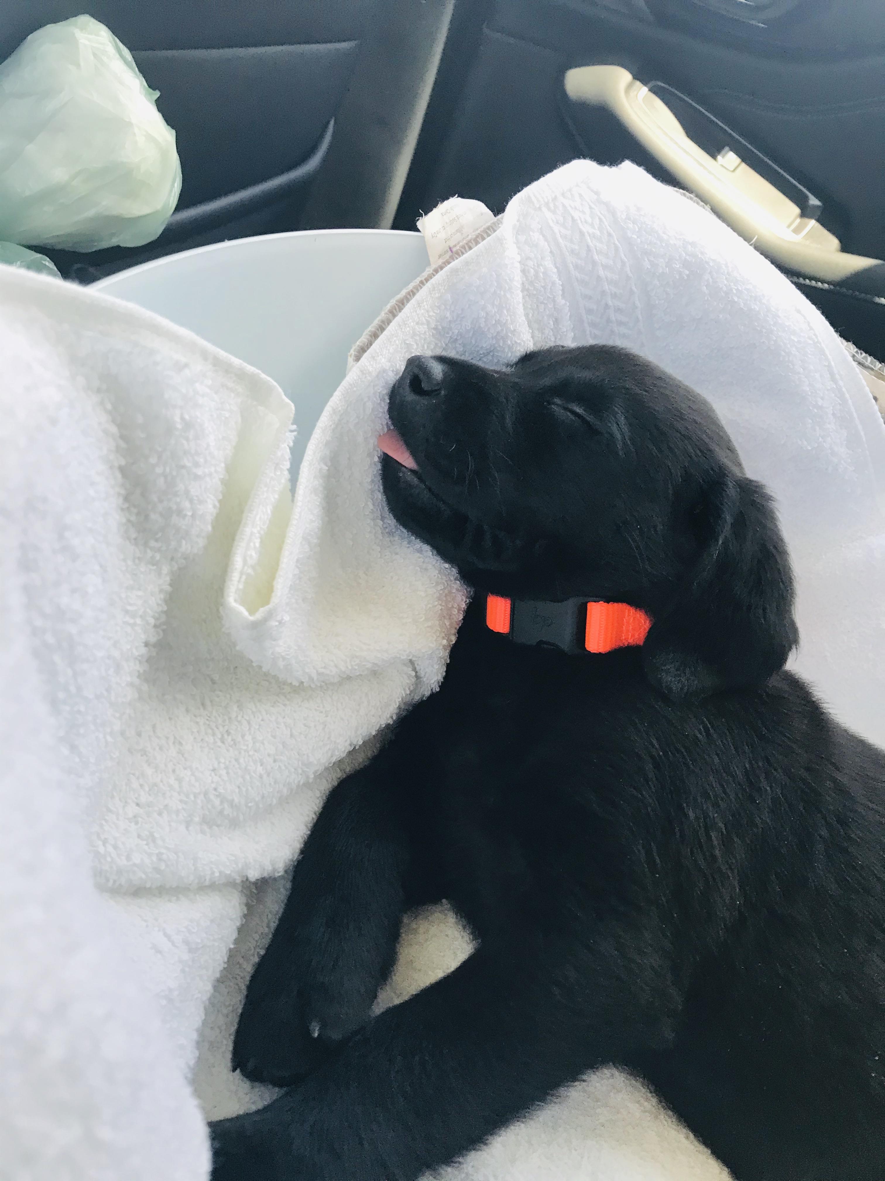 Sleepy puppy doing a blop | Scrolller