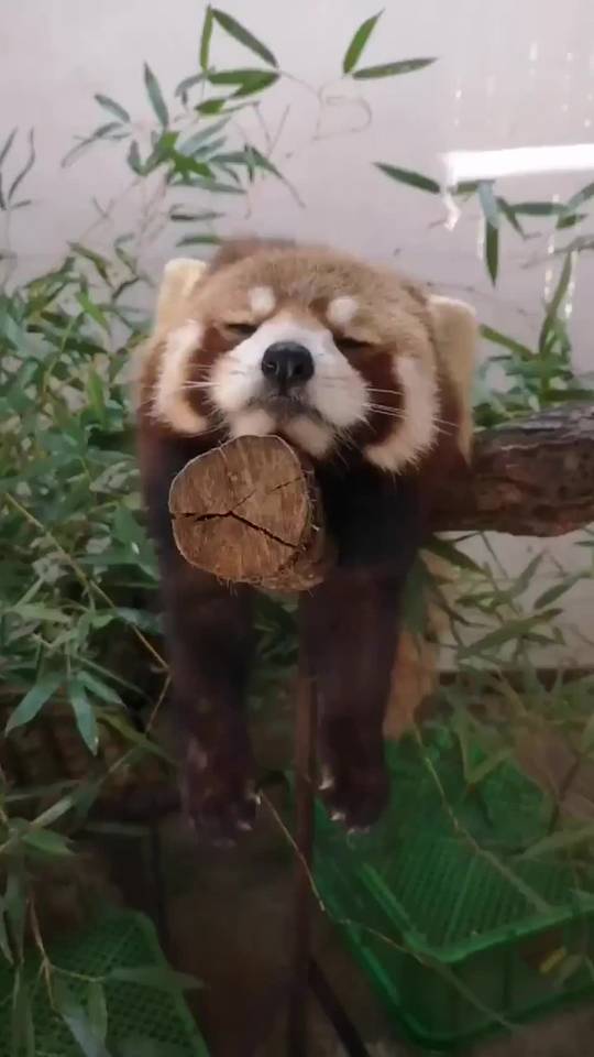 Sleepy red panda | Scrolller