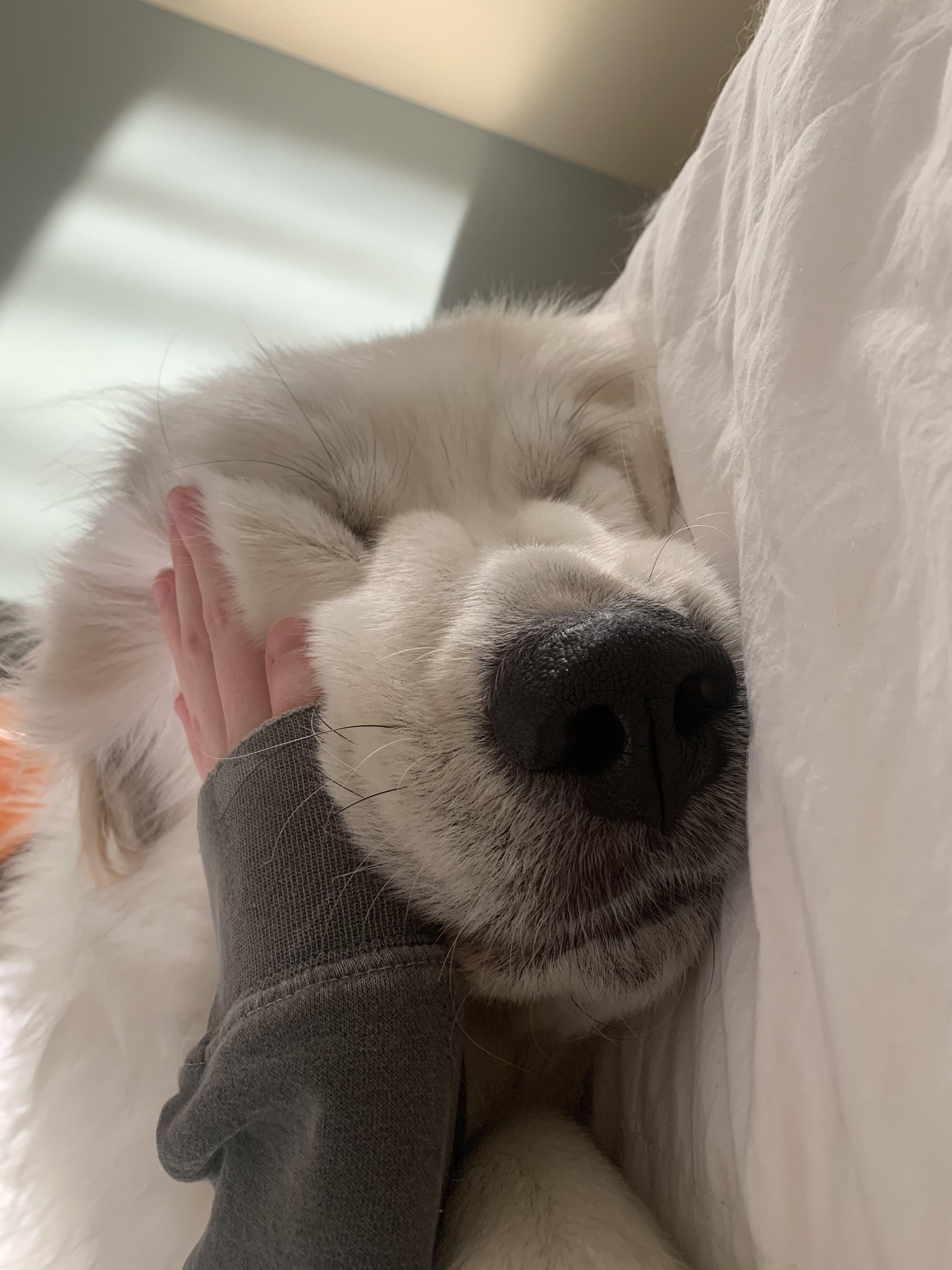 Sleepy squish | Scrolller