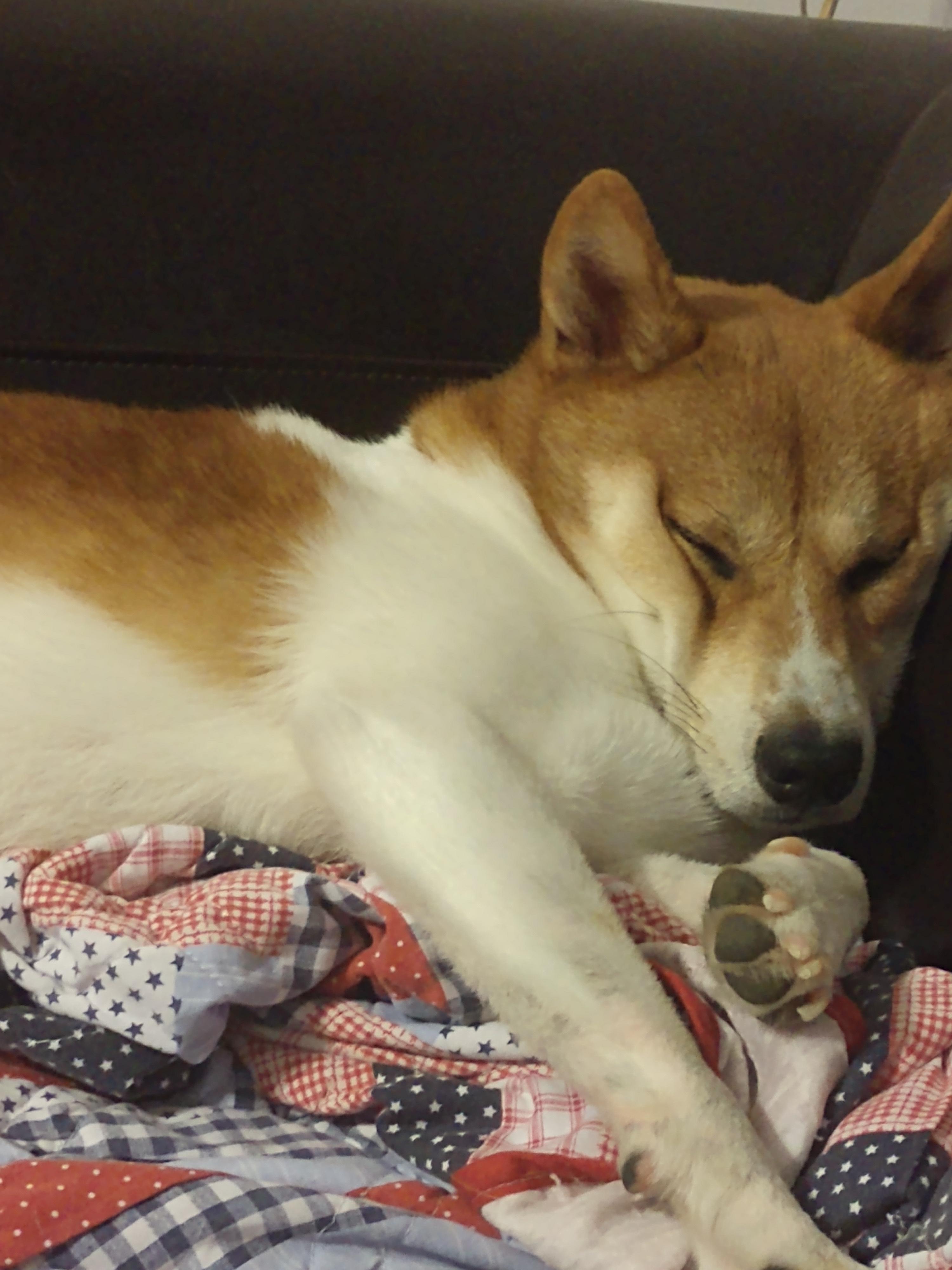 Sleepy squish | Scrolller