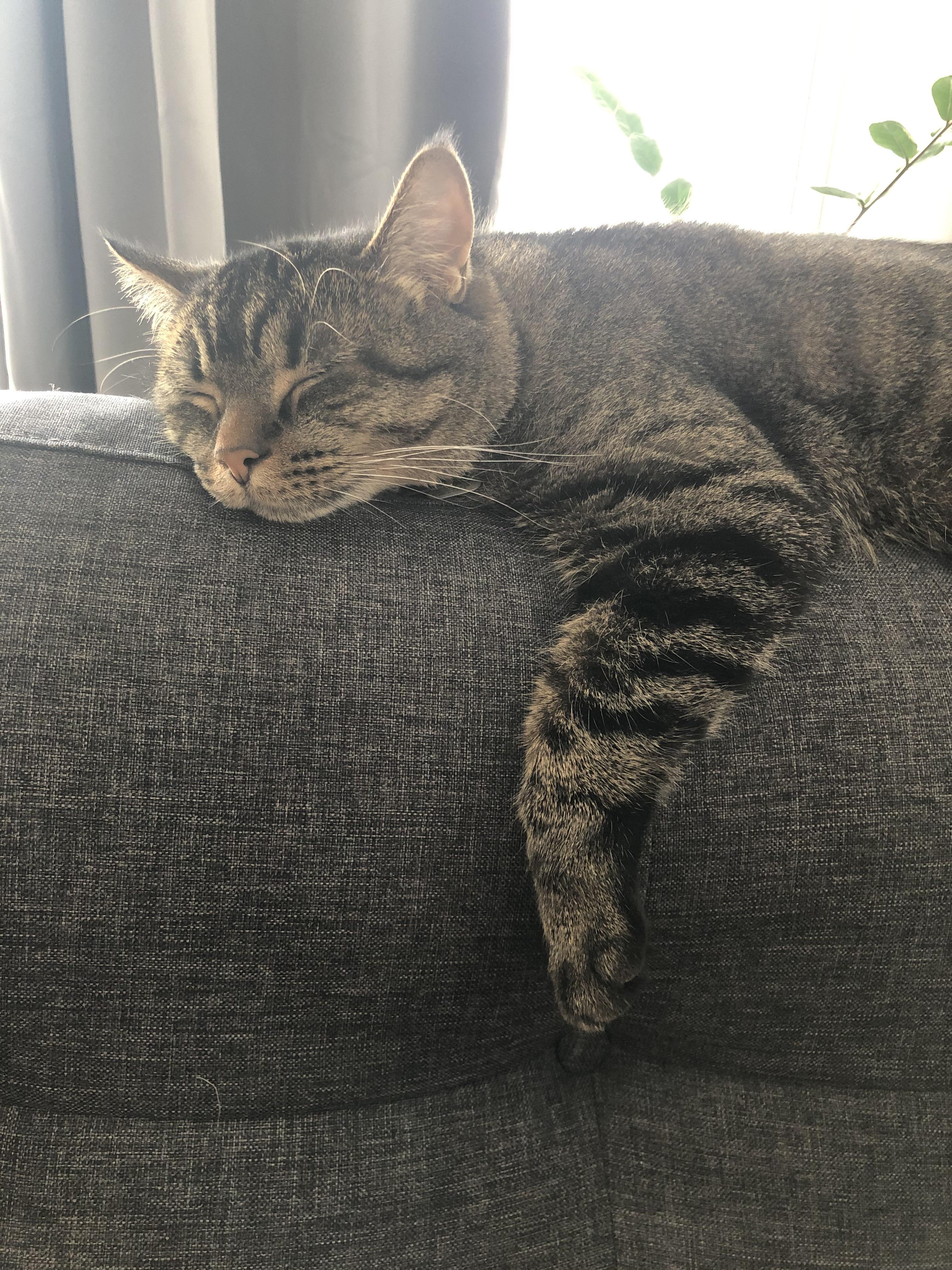 Sleepy time dangler | Scrolller