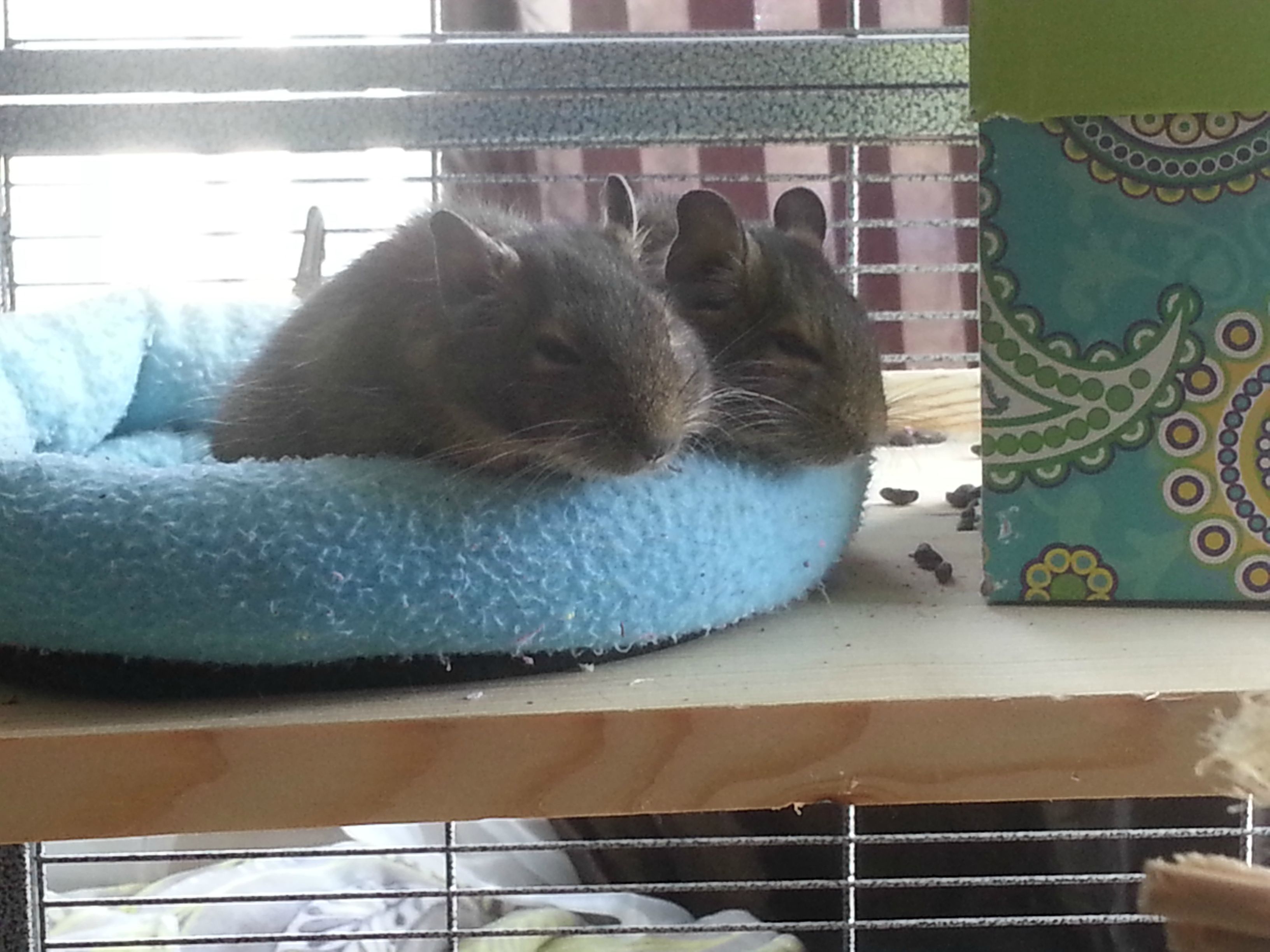 Sleepy time snuggles for Carlos and Emilio, my twin degus. | Scrolller