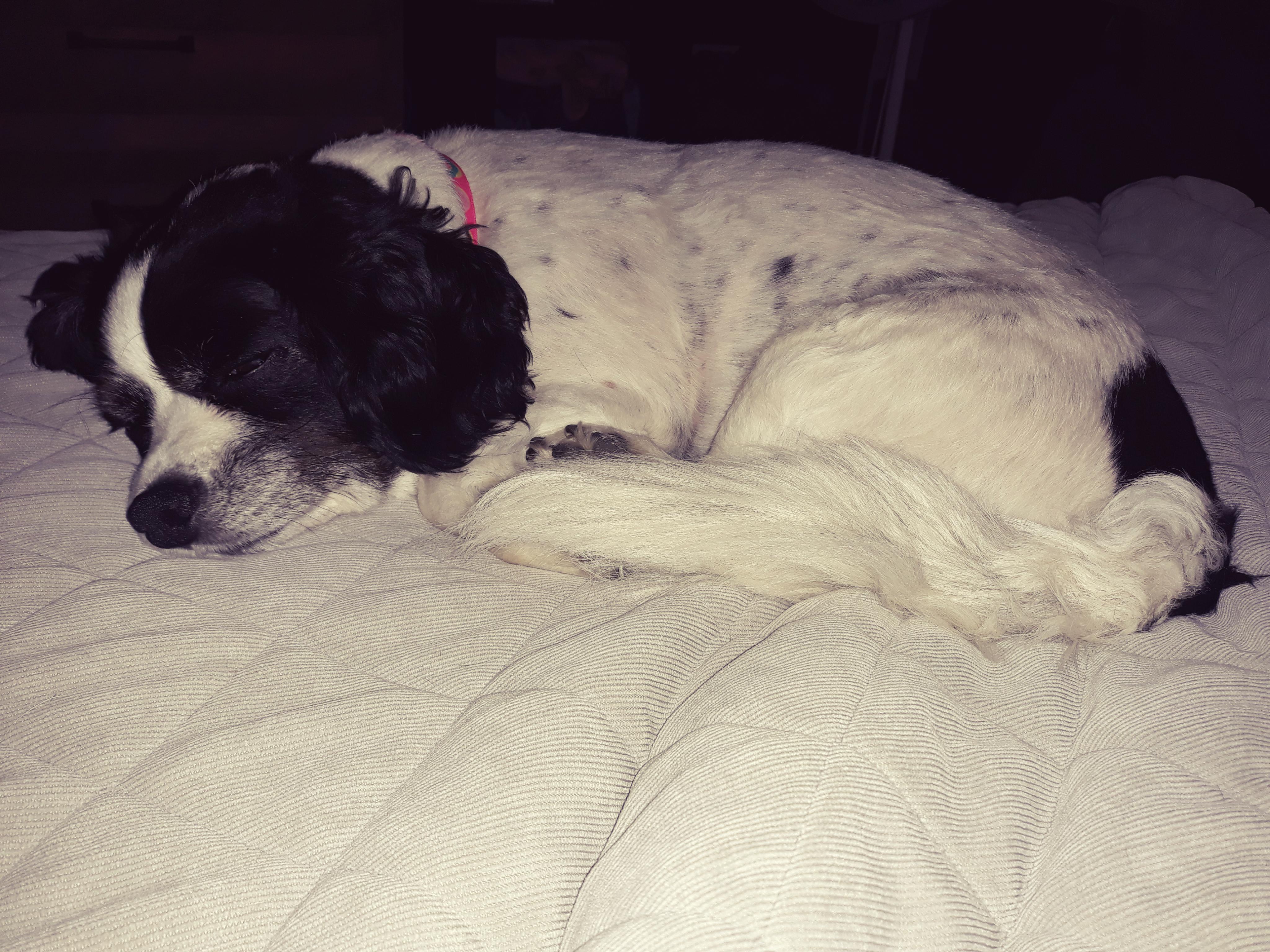 Sleepyhead | Scrolller