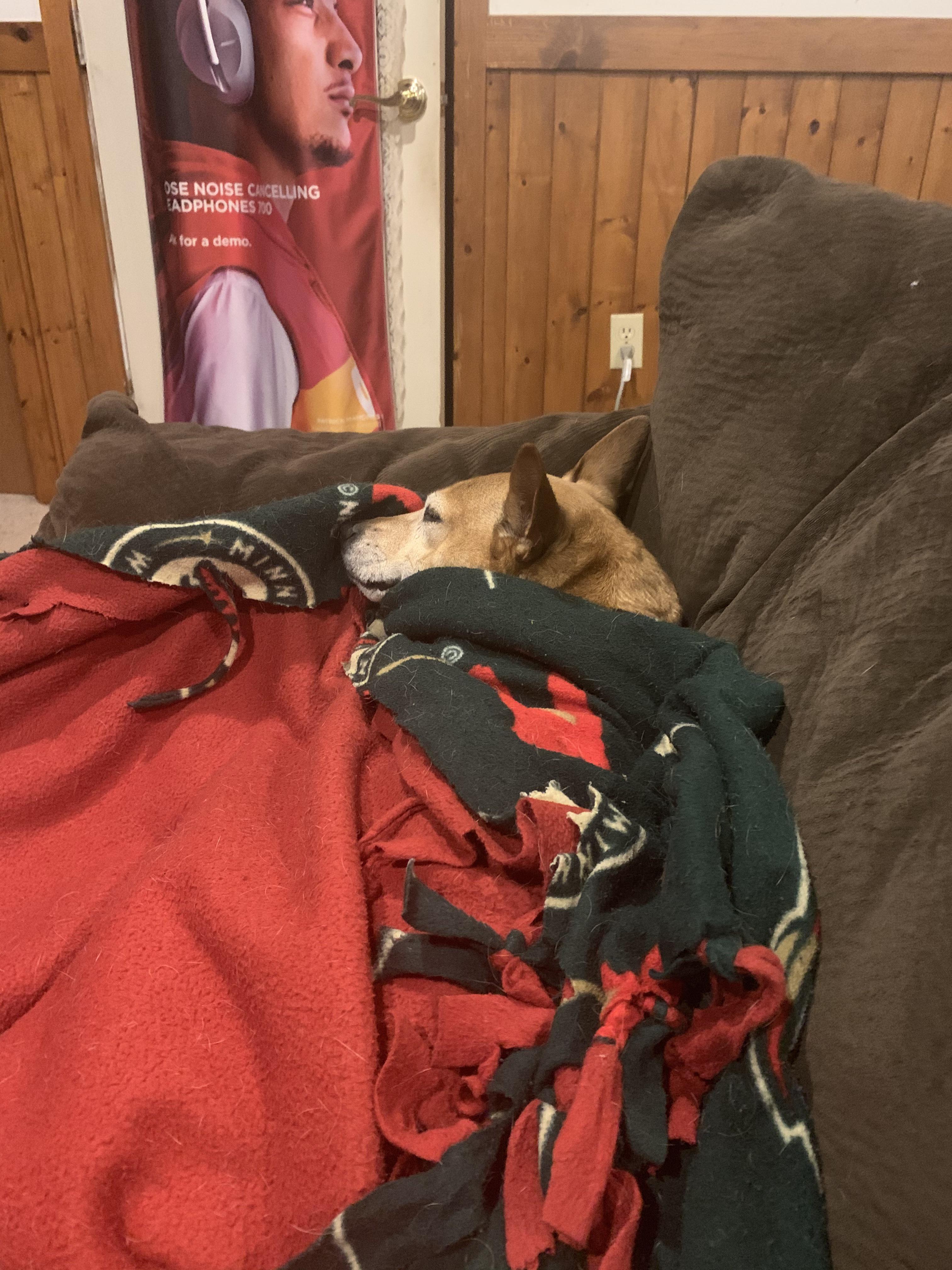 Slep doggo | Scrolller