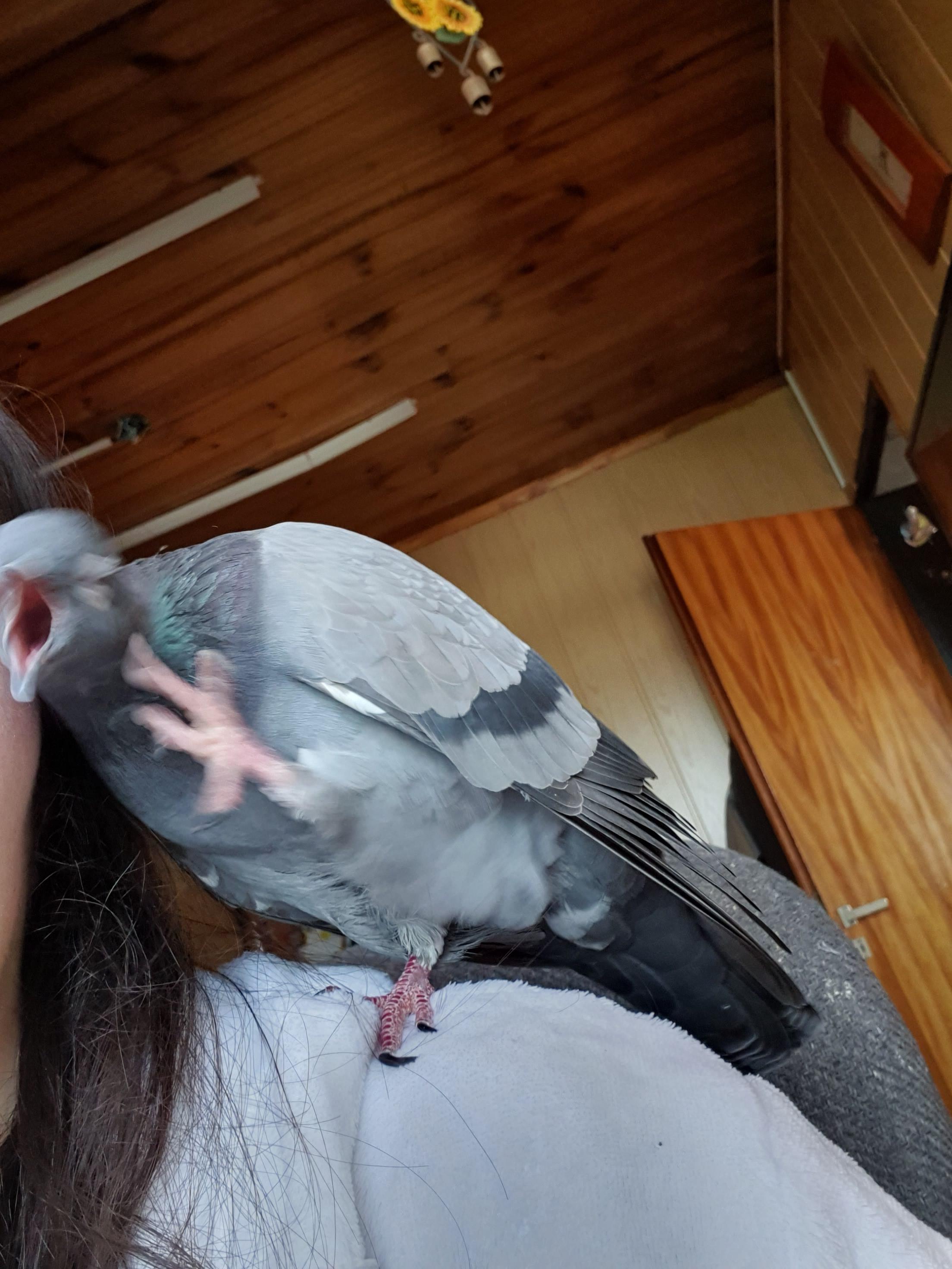 Slightly cursed Lucifer | Scrolller