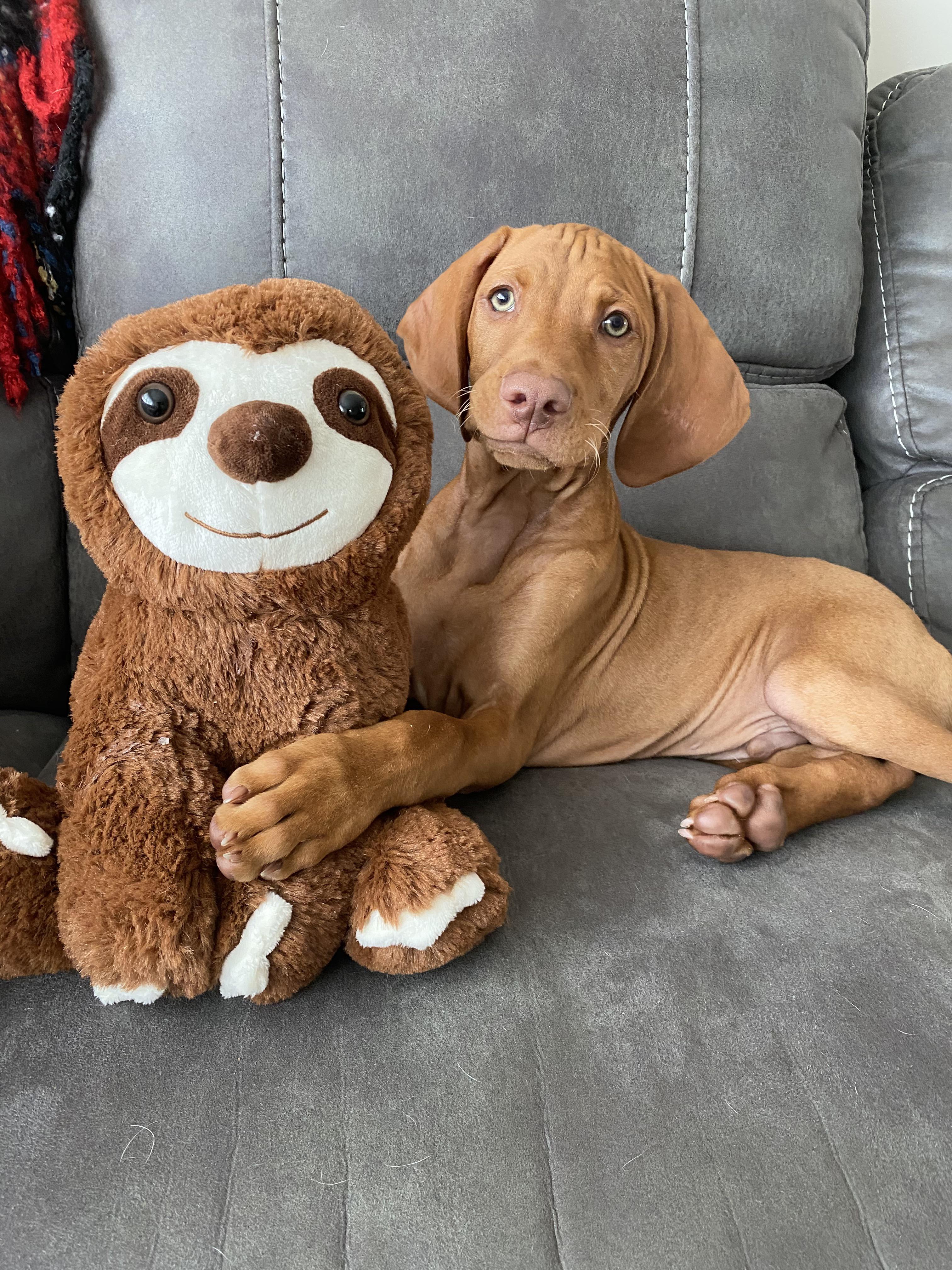 Sloth friend 🥰 | Scrolller