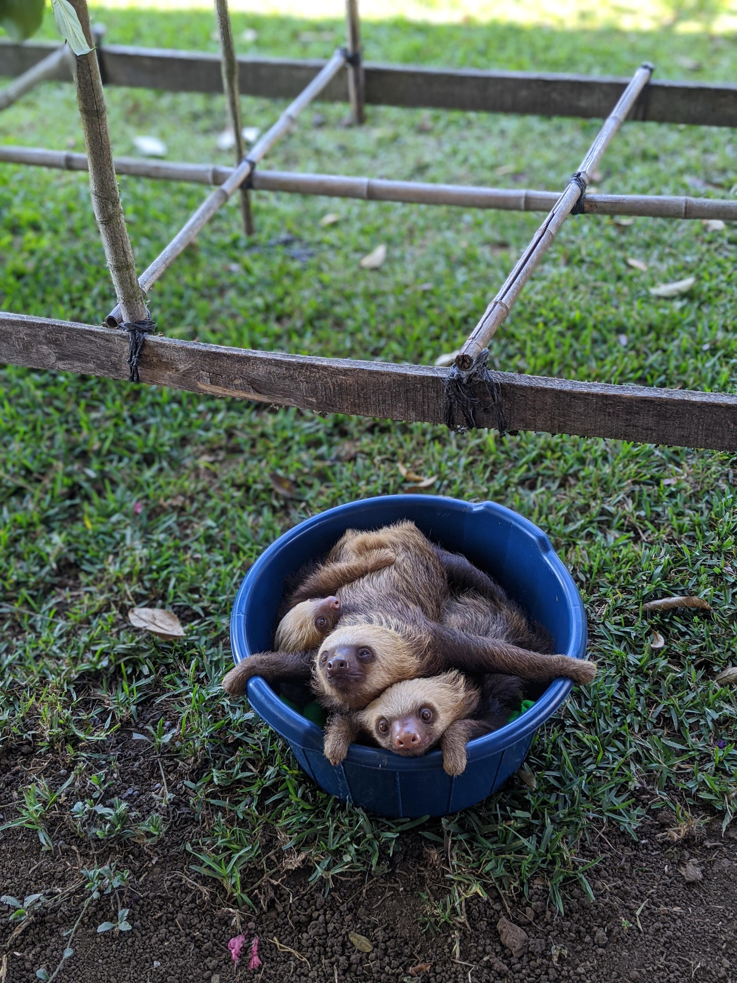 Sloths in a bucket | Scrolller