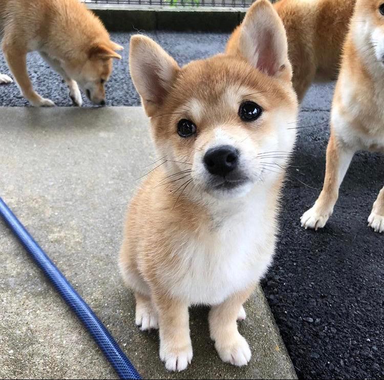 Small boi | Scrolller