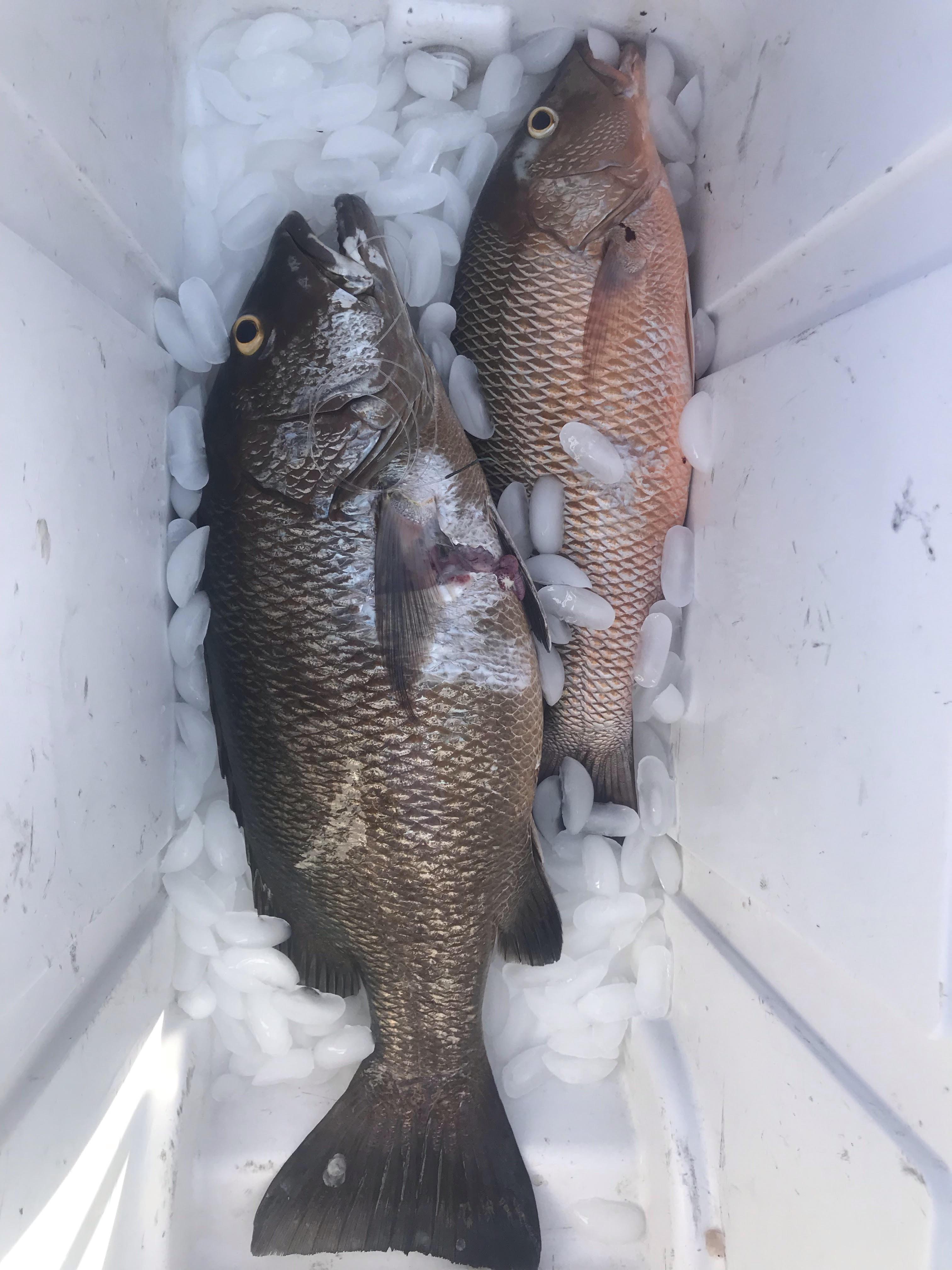 Small cubera and mangrove snapper | Scrolller