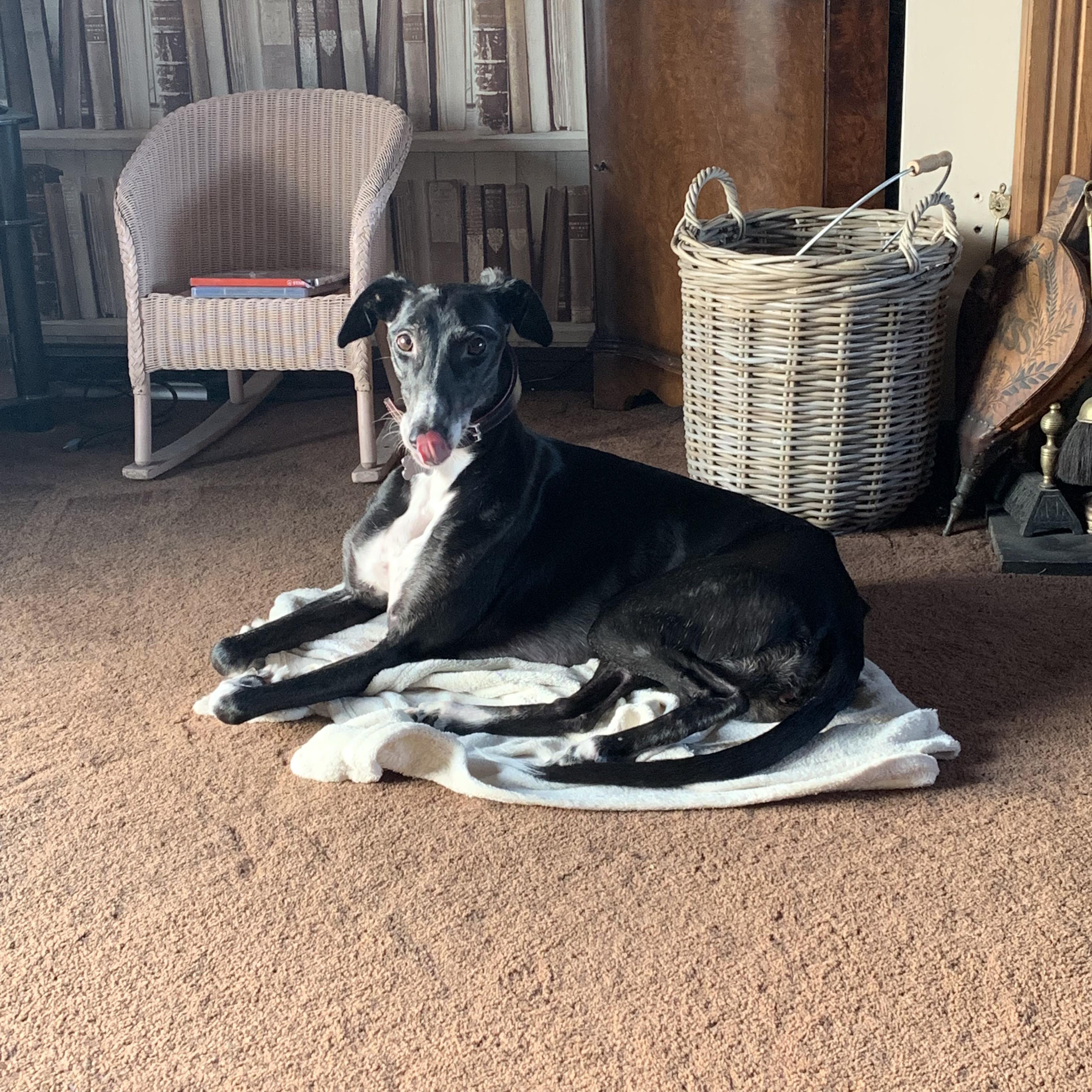 Small horse mlem | Scrolller