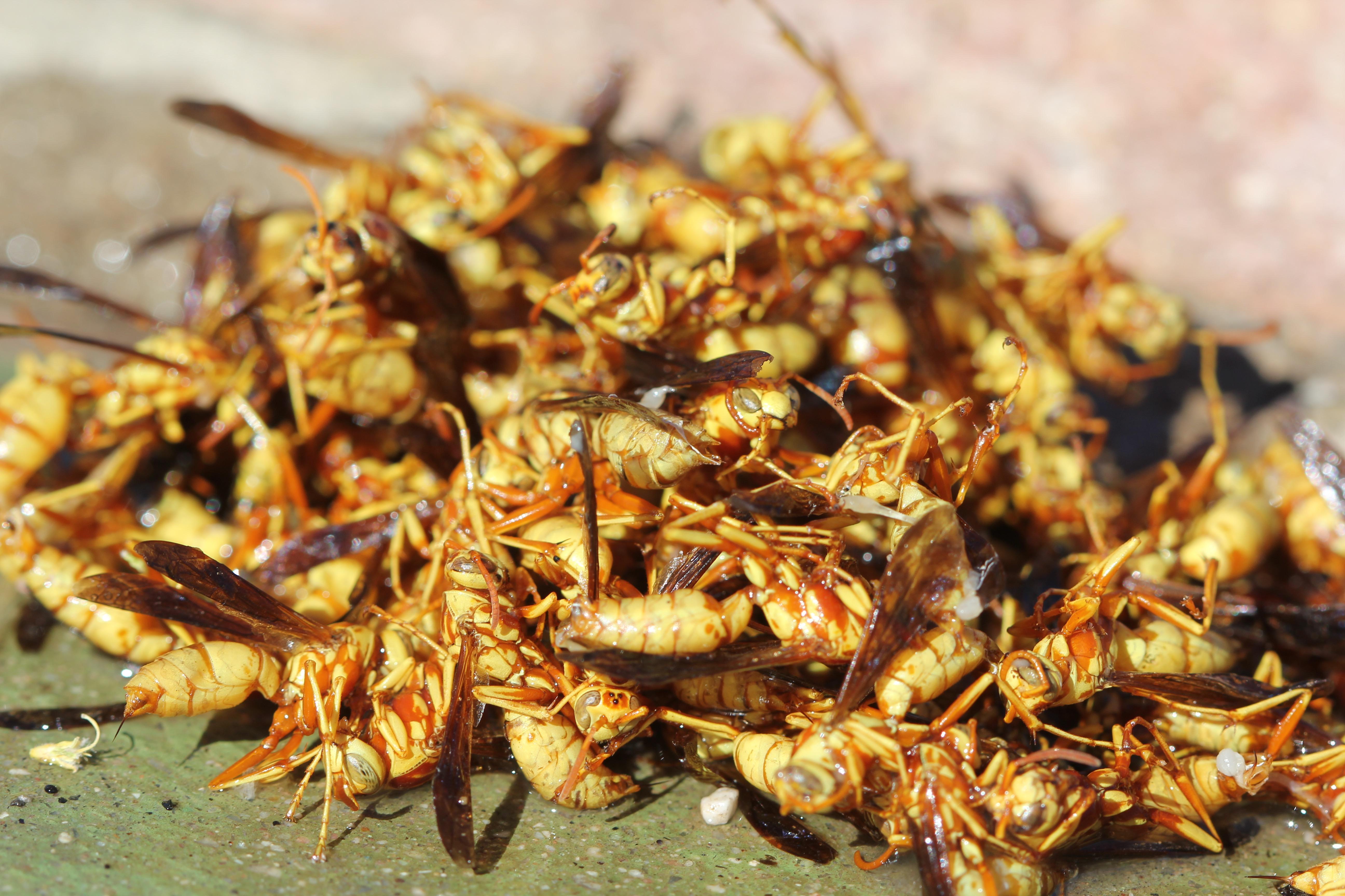 Small mound of dead wasps | Scrolller
