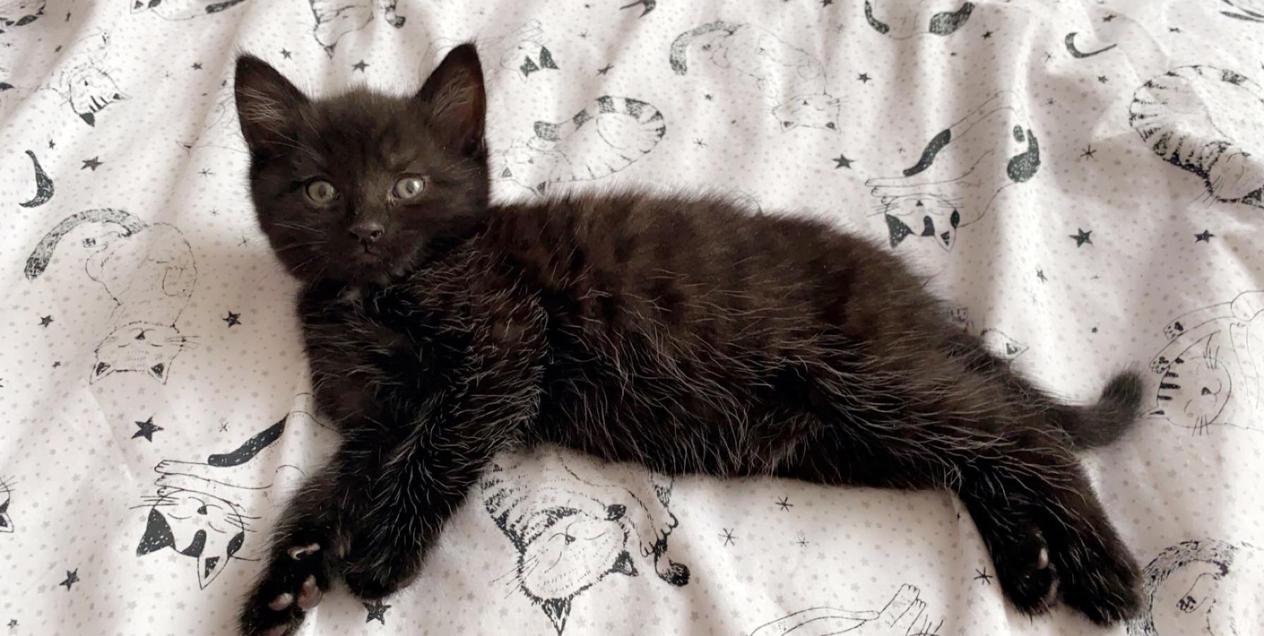 Small toe beans on my nameless little man. | Scrolller