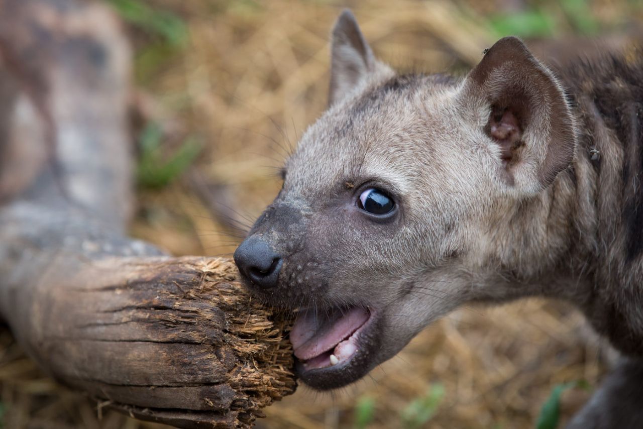 Small yeen doing a tiny chomp | Scrolller