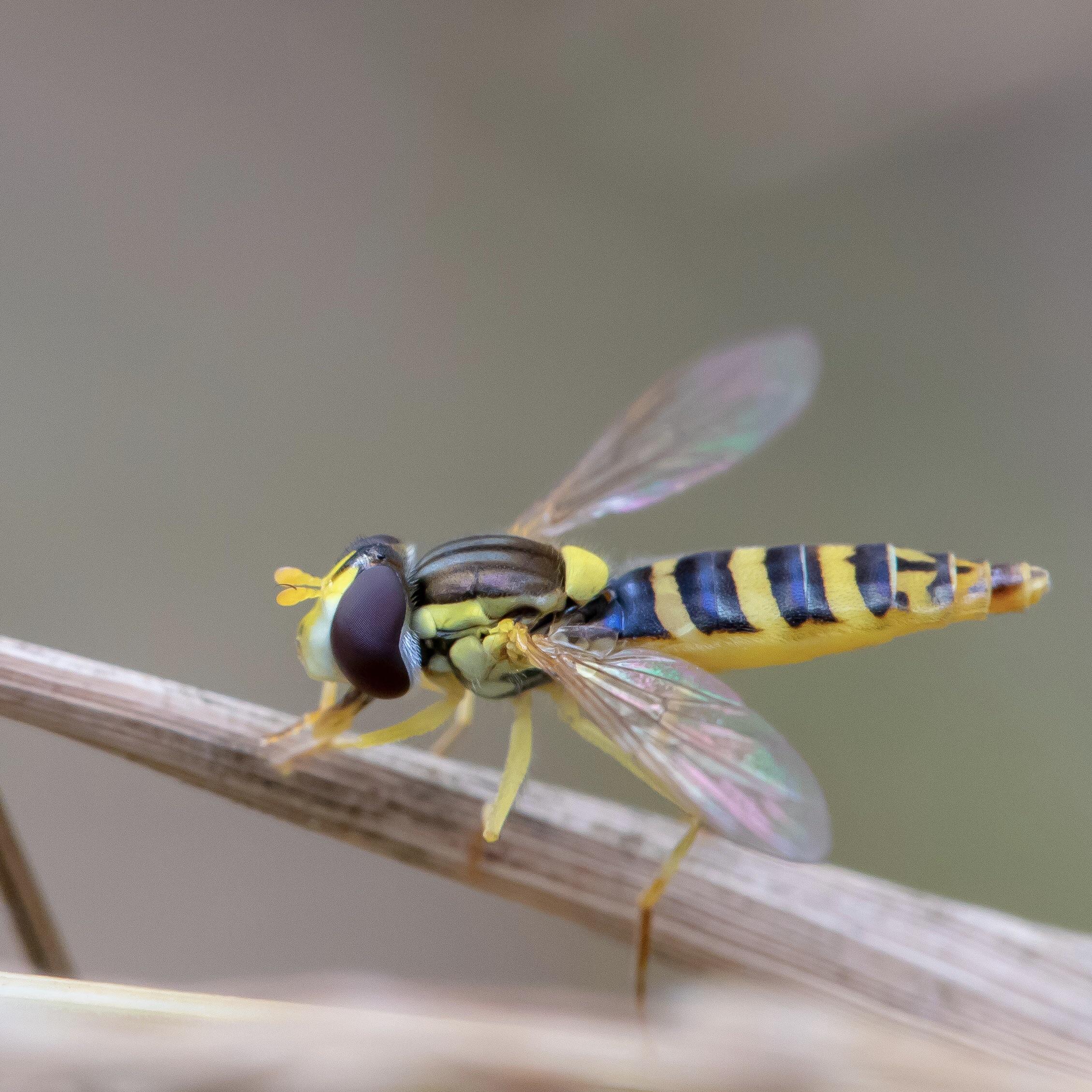 Smaller thinner Hoverfly than the usual guys I see around [OC] [2259x2259] | Scrolller