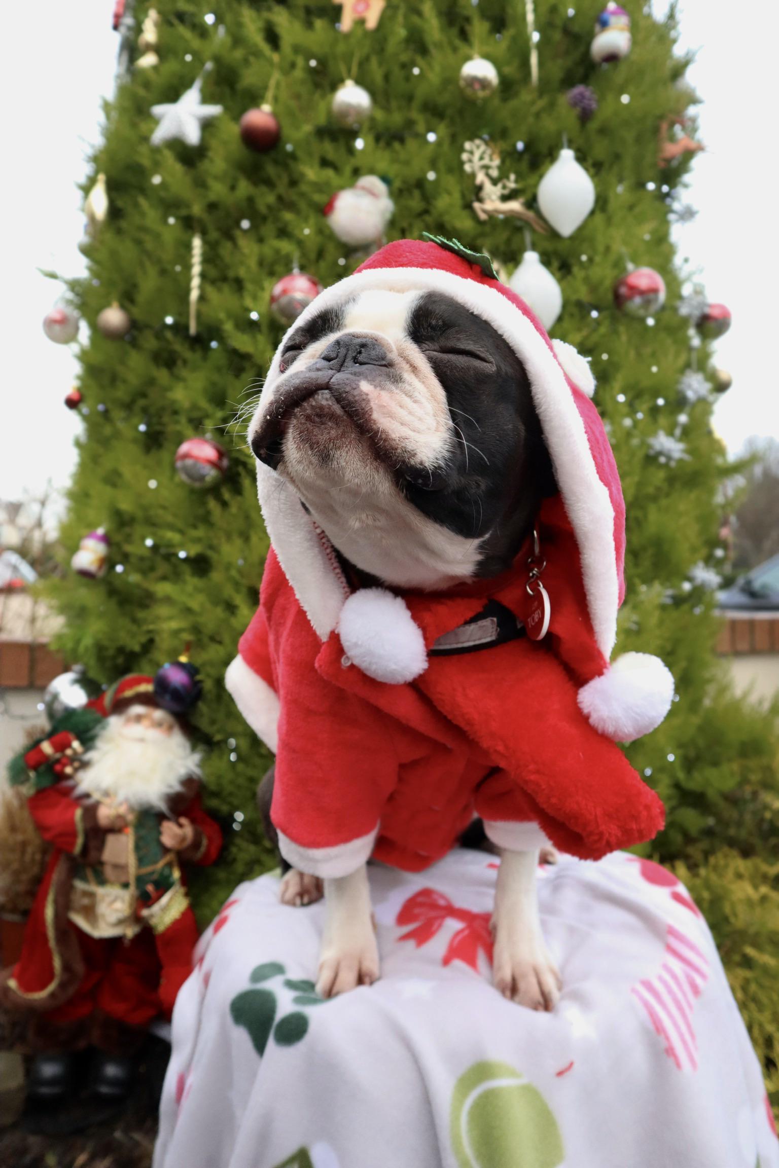 Smell that? It’s Christmas baby! 🎄🐶 ️ | Scrolller