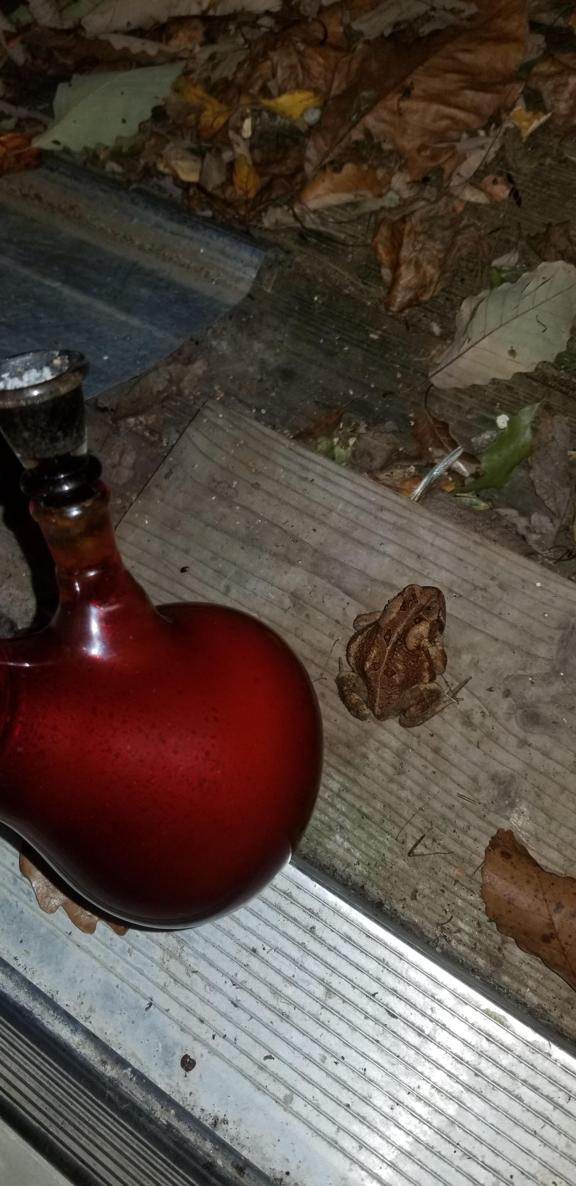 Smoke buddy | Scrolller