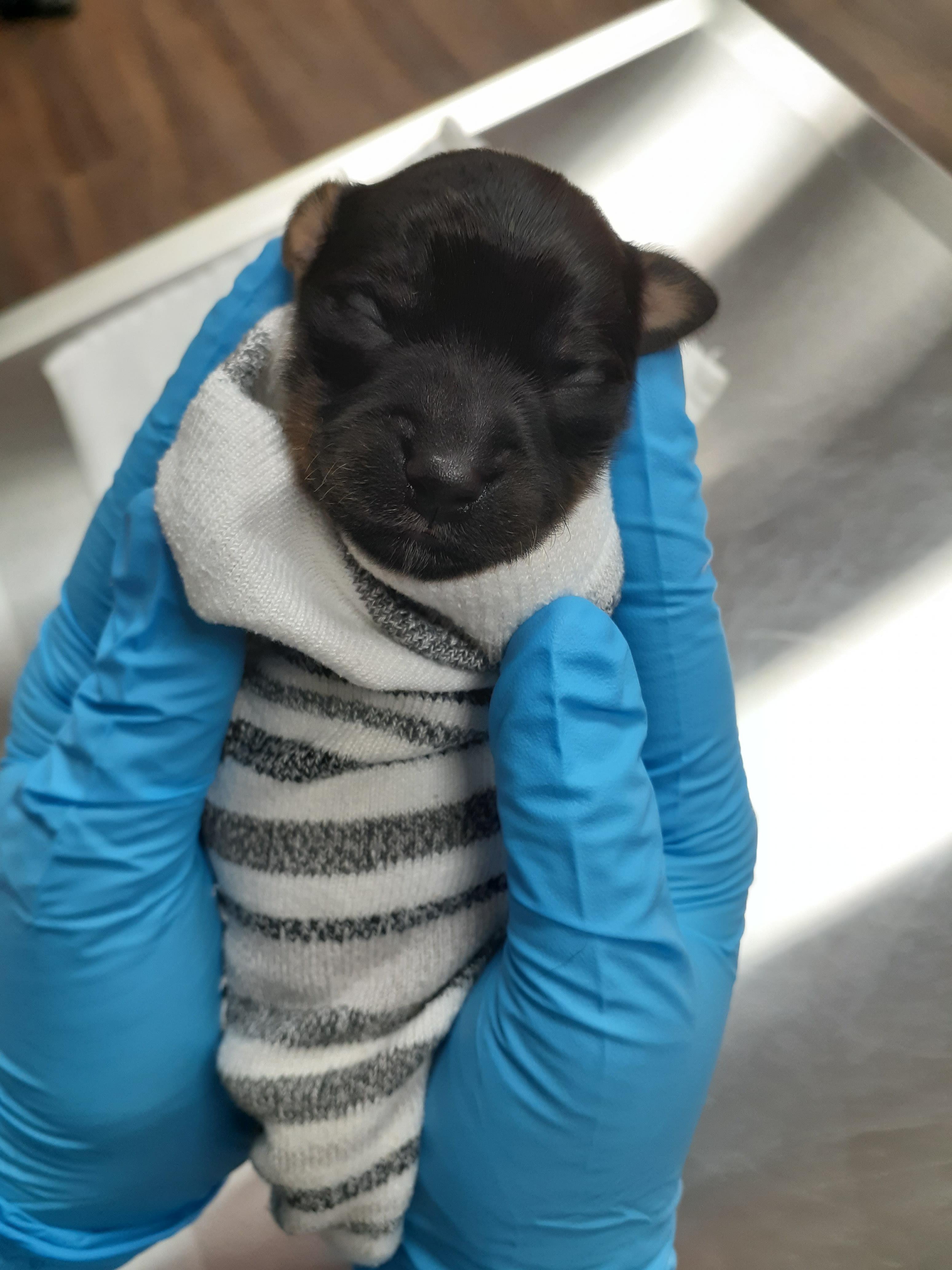 Smol boi | Scrolller