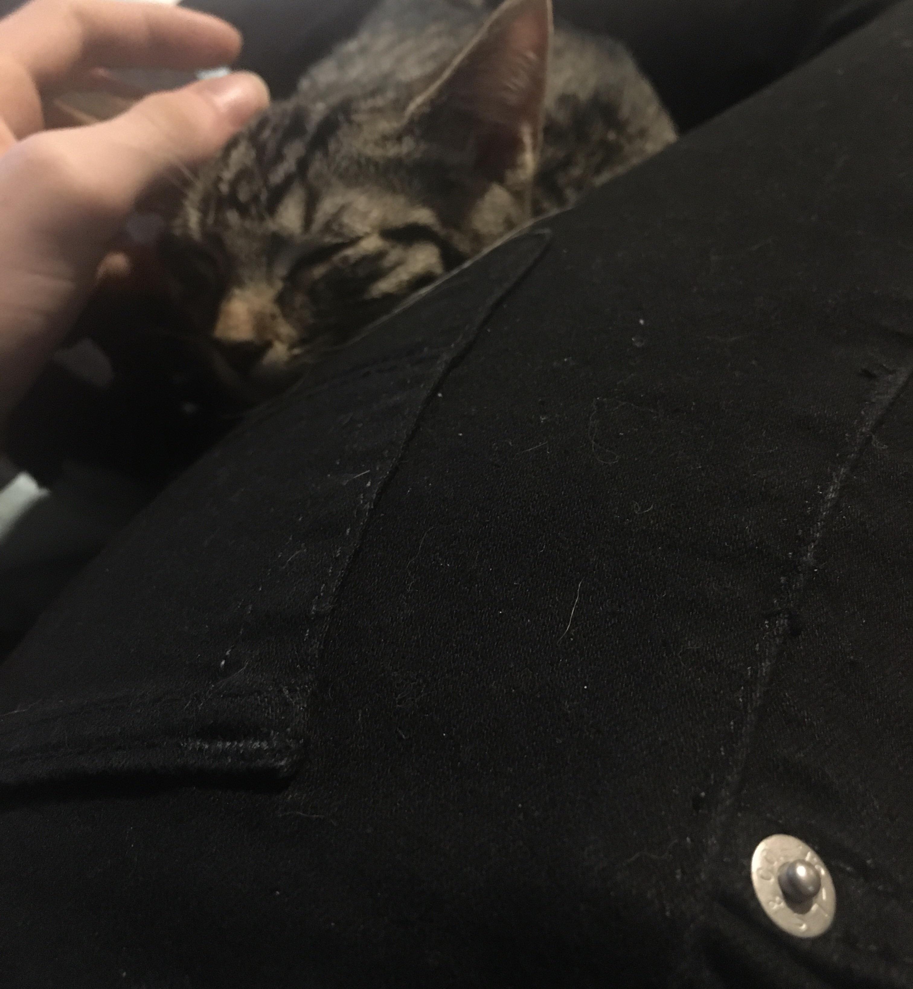 Smol cat | Scrolller