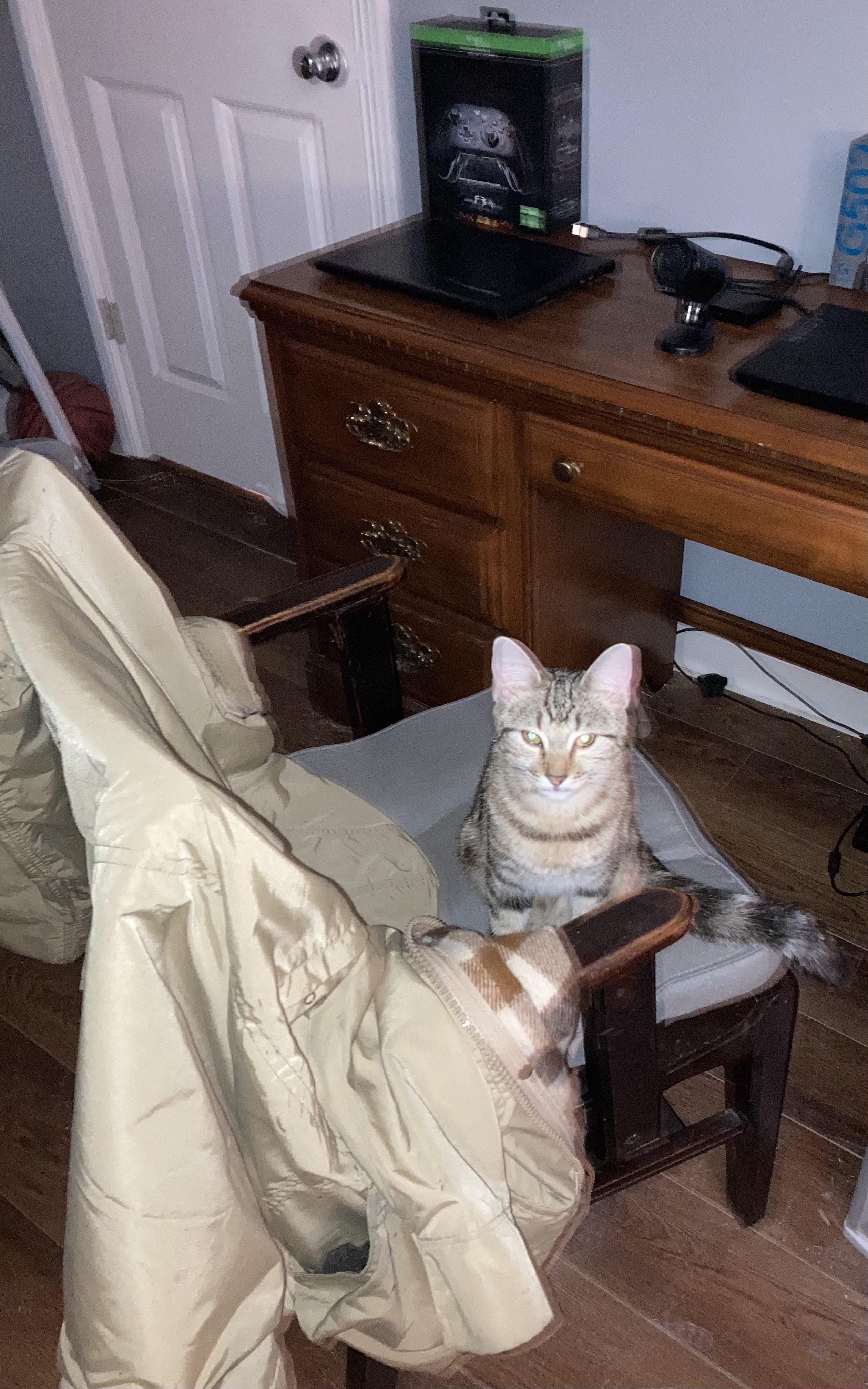 Smol cat | Scrolller