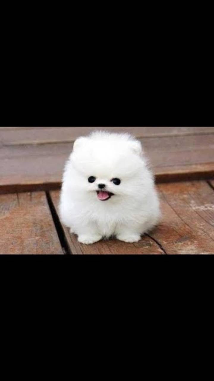 Smol floof | Scrolller