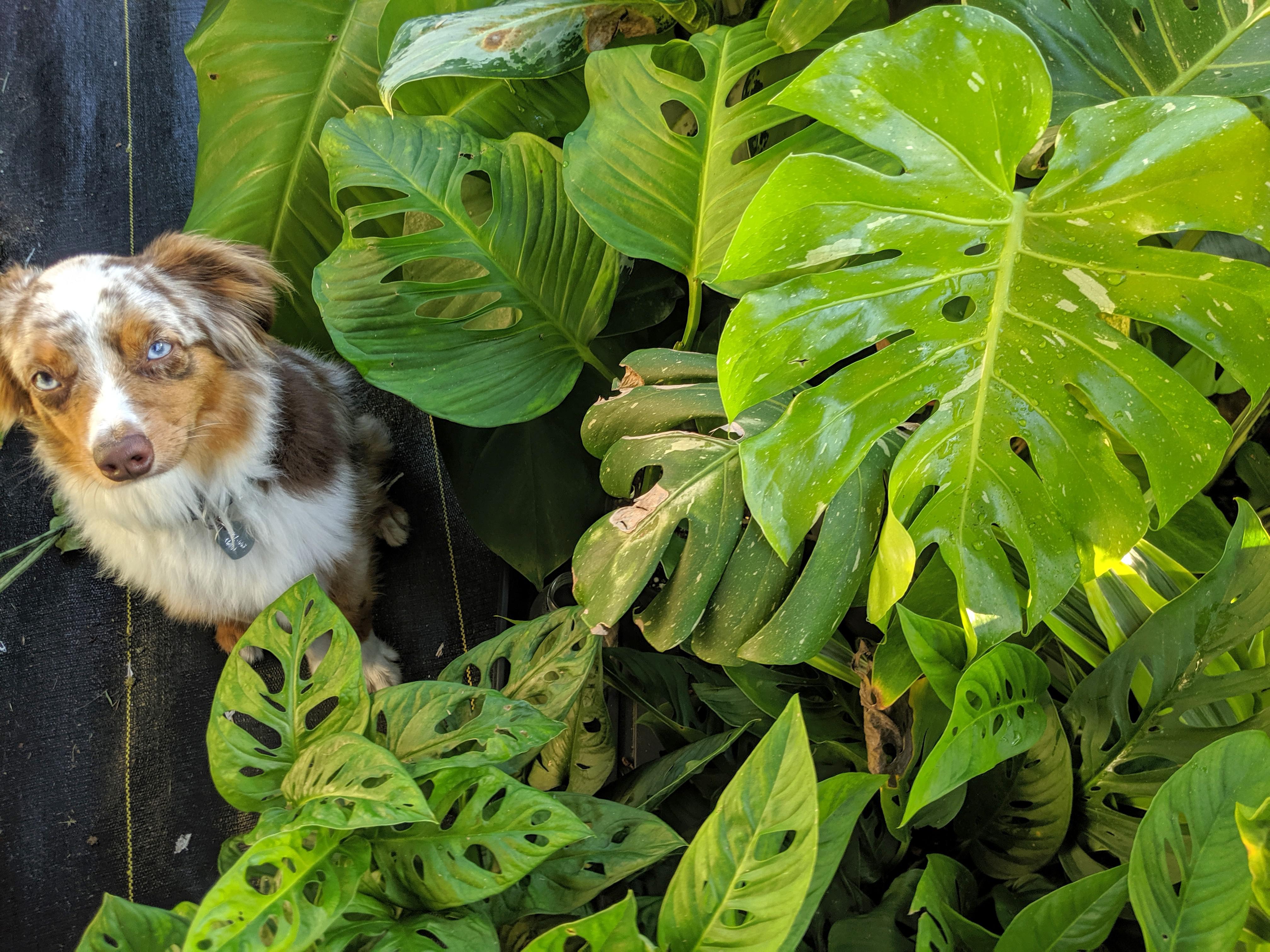 Smol pup with his big plants | Scrolller
