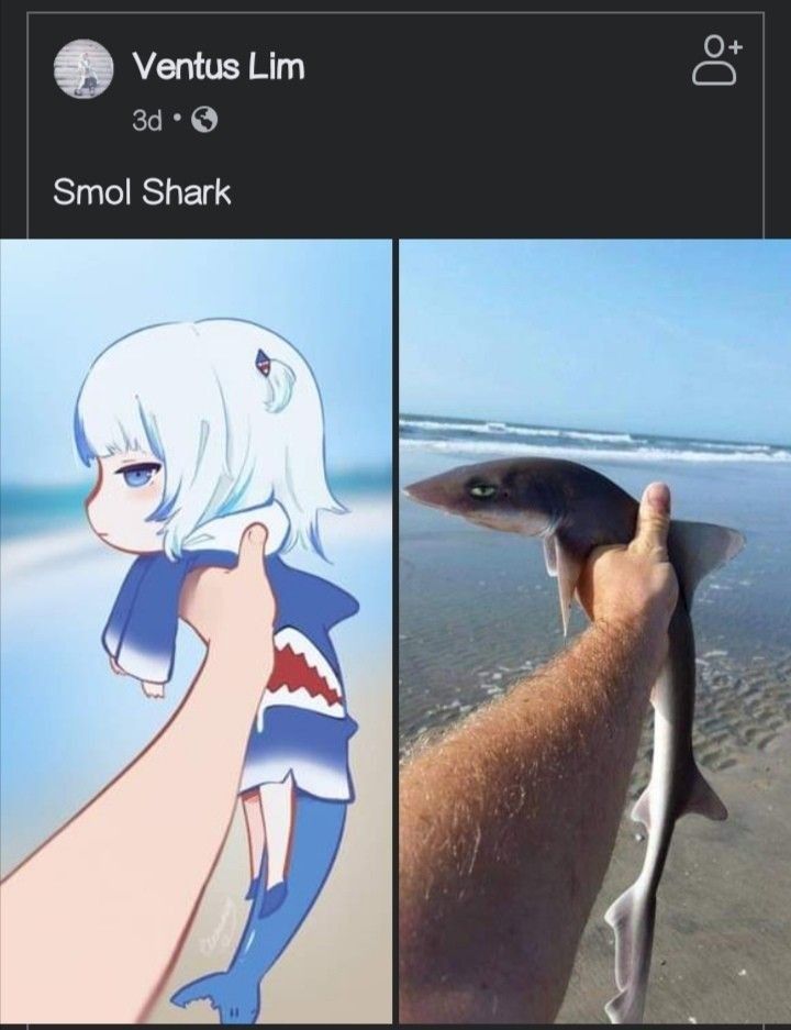 Smol Shark | Scrolller