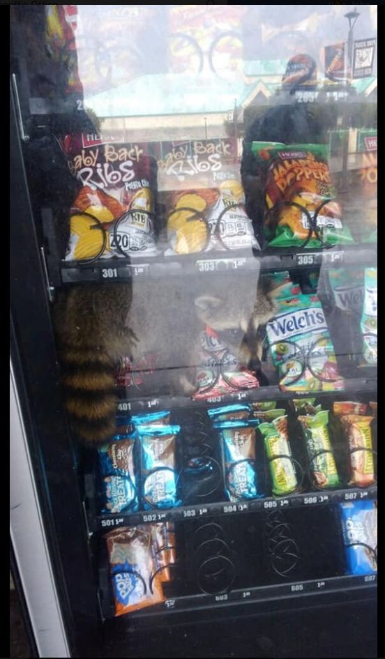 Snack Bandit! | Scrolller