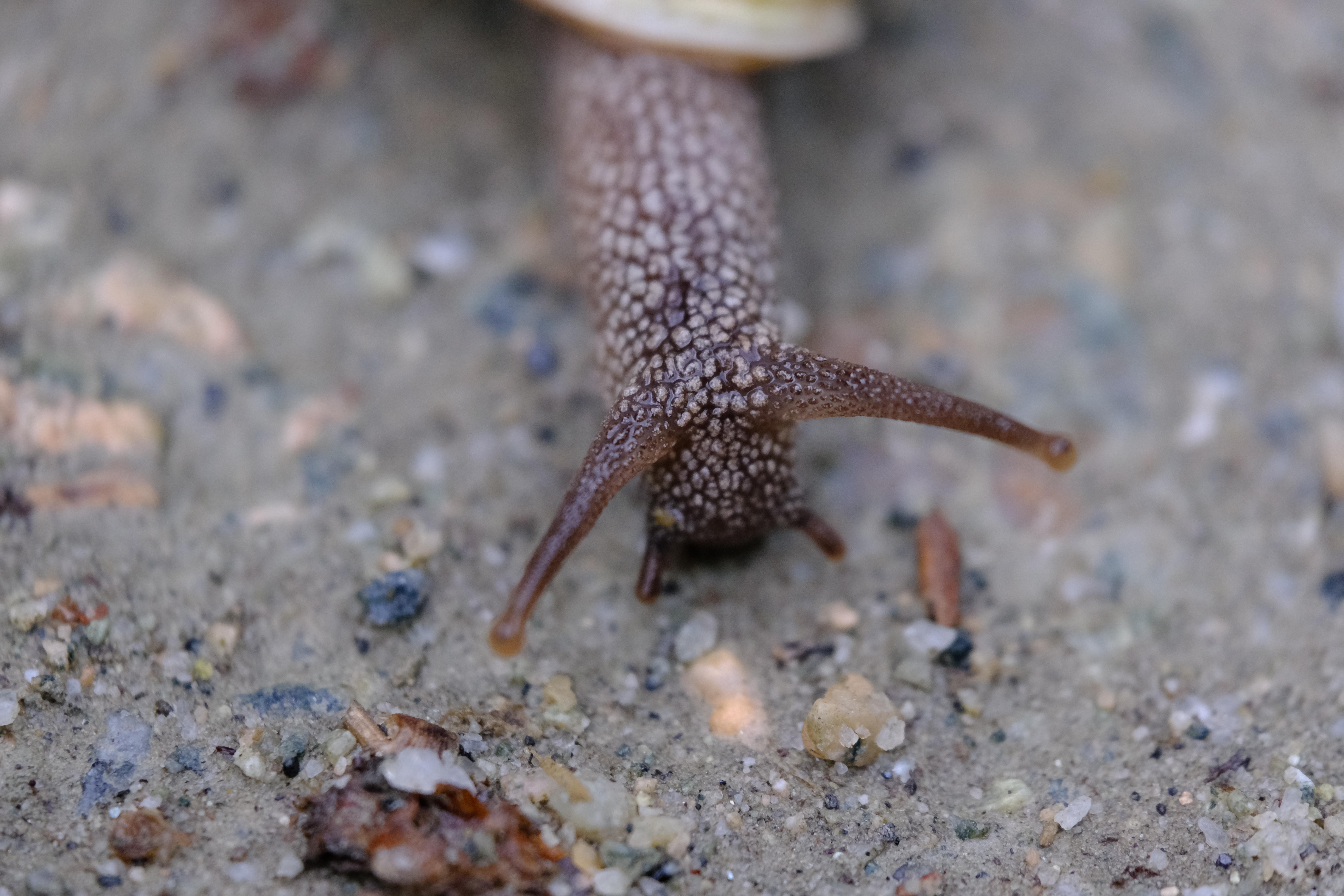 Snail detail | Scrolller