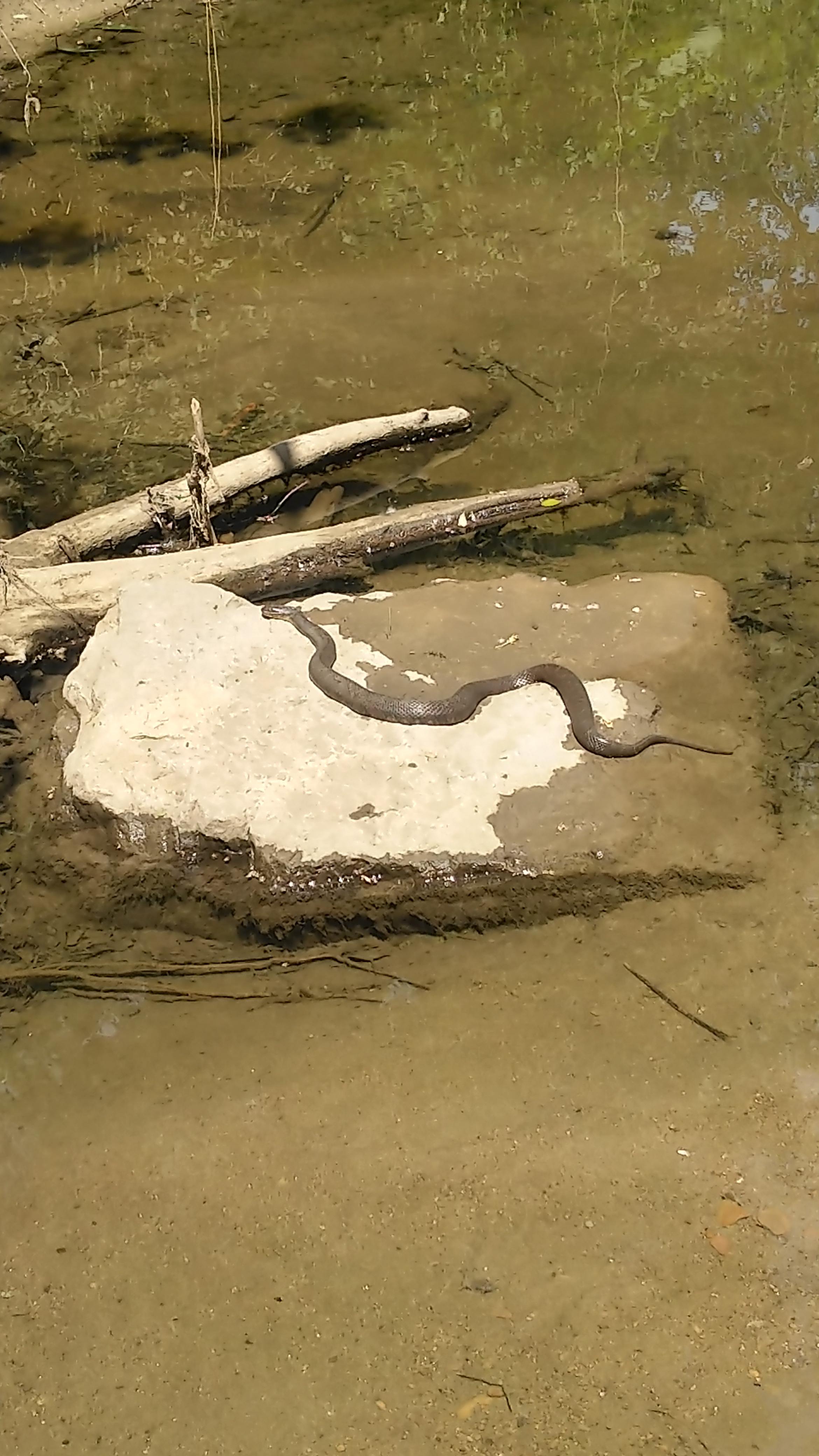 Snake Rule | Scrolller