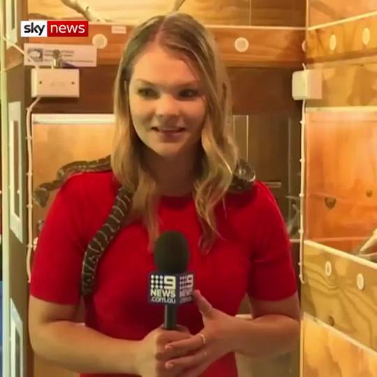 Snakes on TV | Scrolller