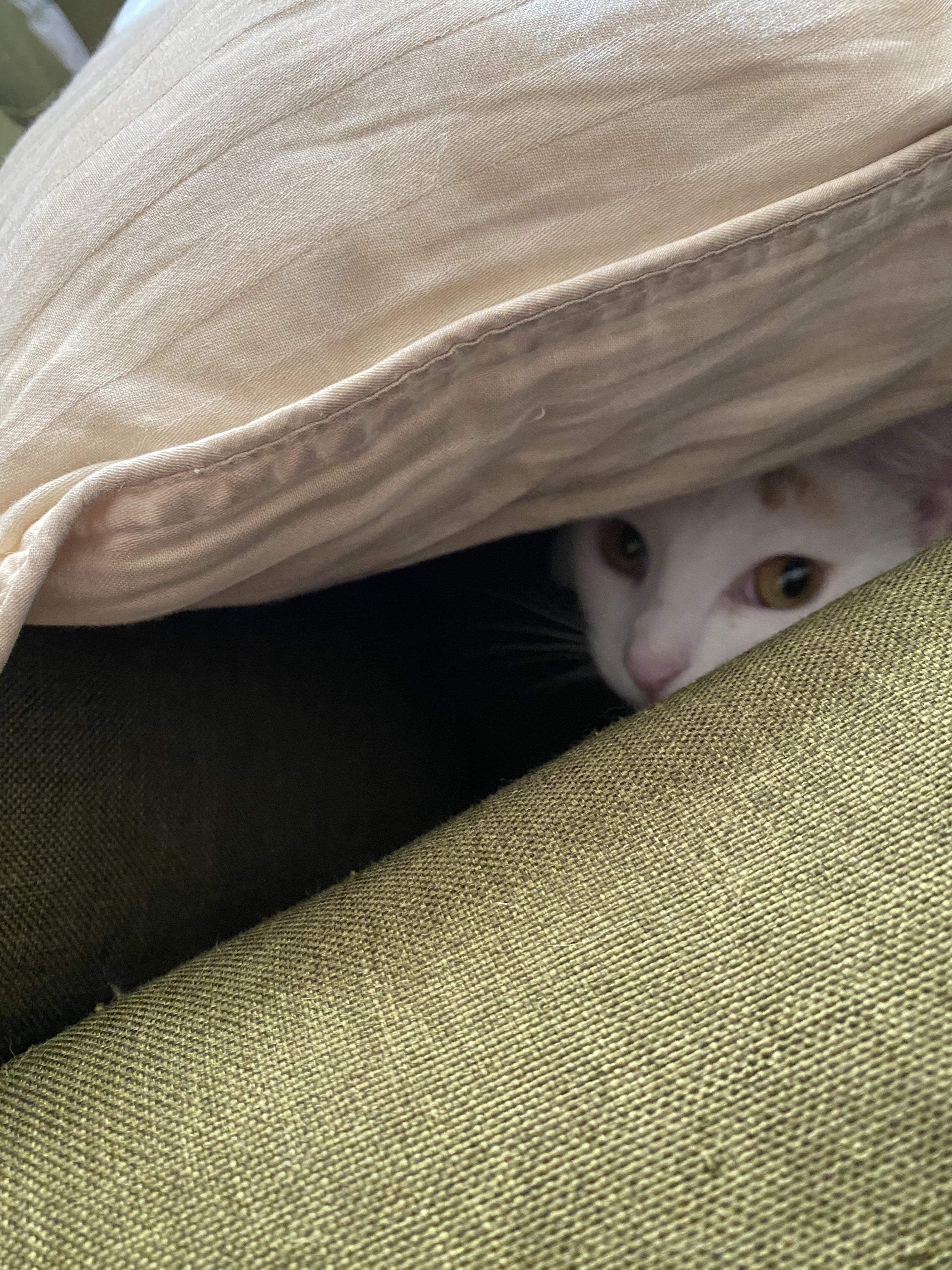 Sneaky, Sneaky | Scrolller