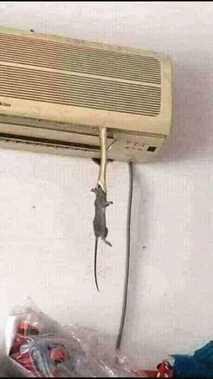 Snek protecc | Scrolller